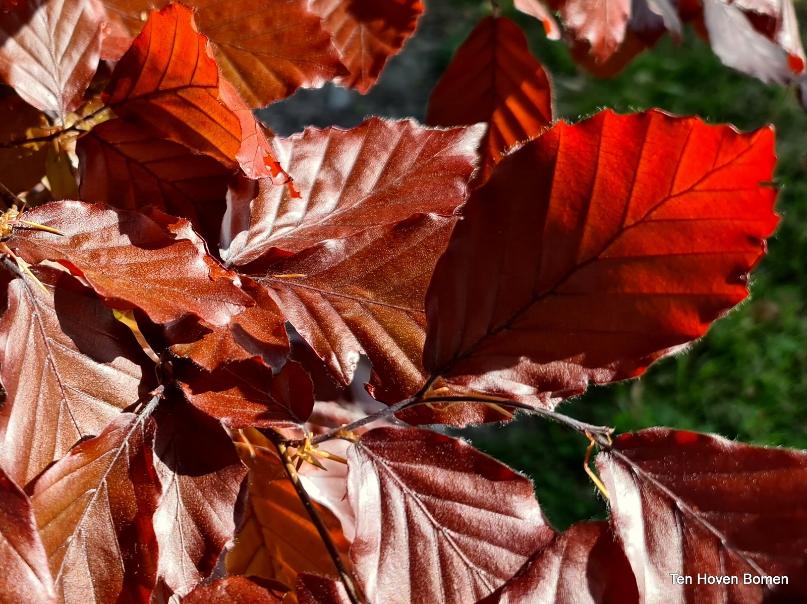 Een oude Rode beuk als solitair kopen? | Ten Hoven Bomen