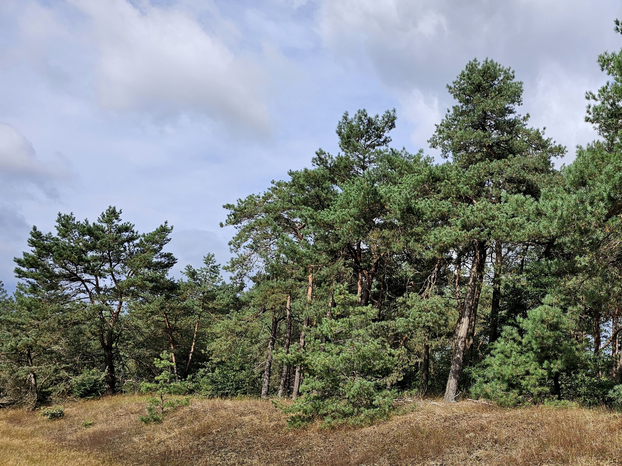 Grove Den, Pinus sylvestris kopen