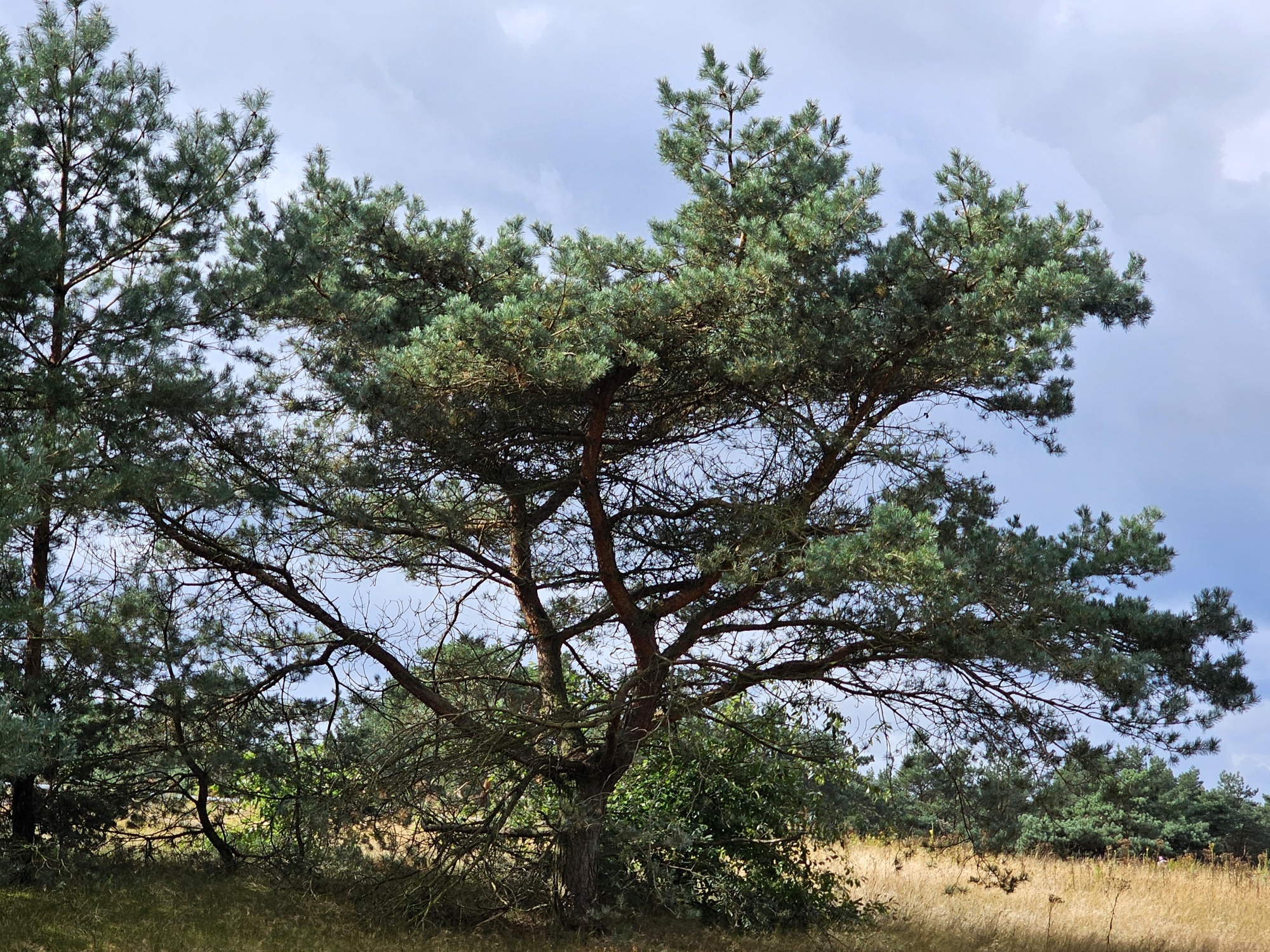 Grove Den, Pinus sylvestris kopen