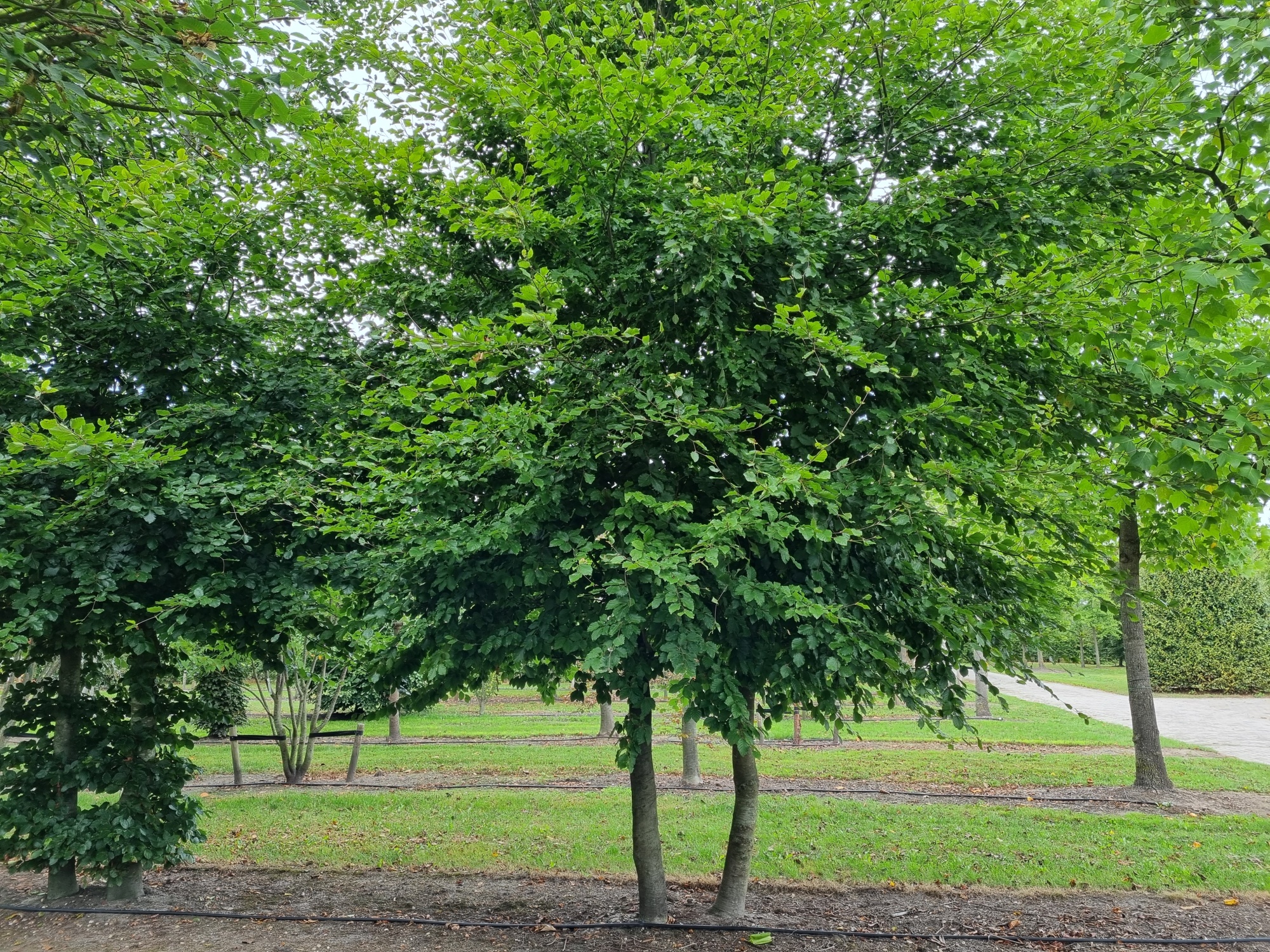 Fagus sylvatica als inheemse boom