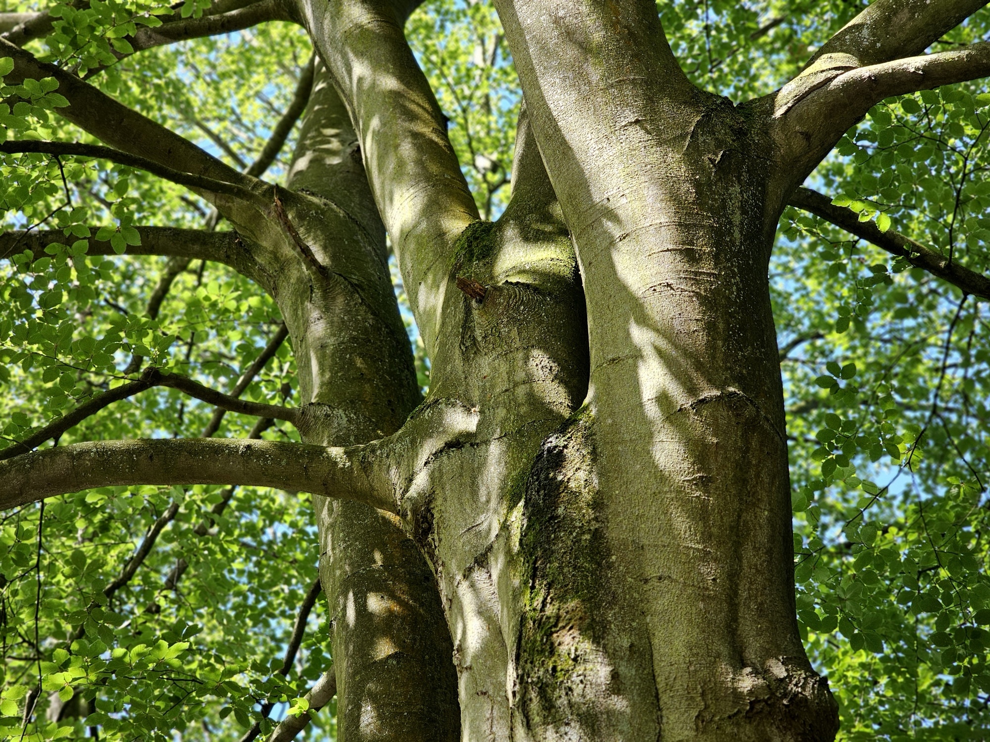 Gewone Beuk, Groene Beuk, Fagus sylvatica kopen