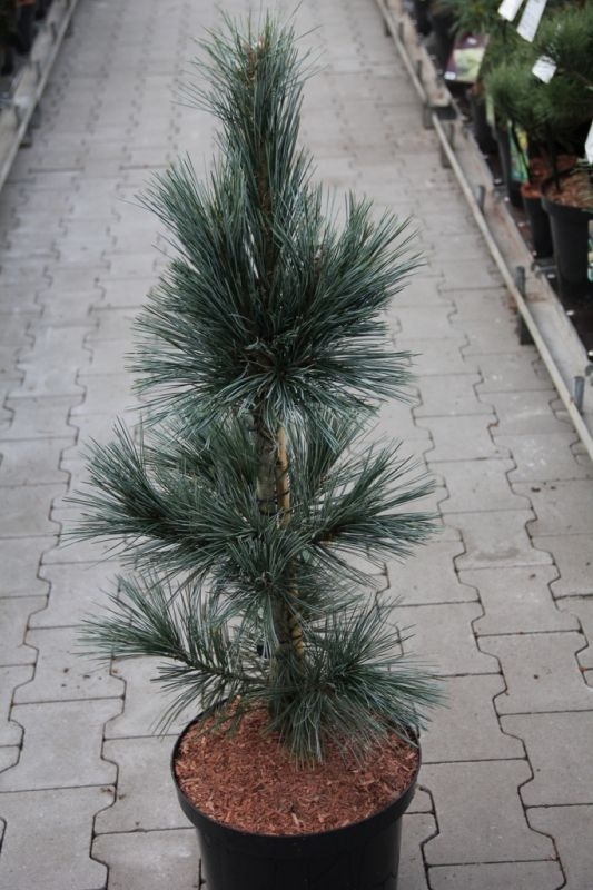 Den, Pinus flexillis 'Vanderwolf's Pyramid' kopen