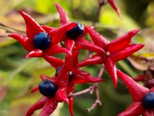 Kansenboom, Clerodendrum trichotomum kopen
