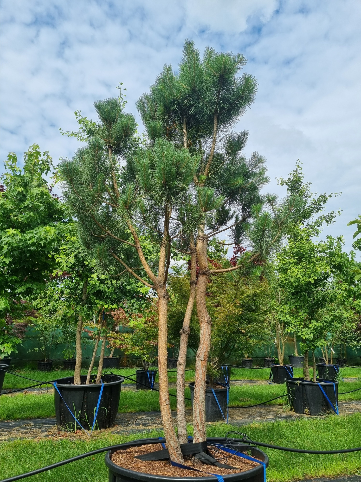 Grove Den, Pinus sylvestris kopen