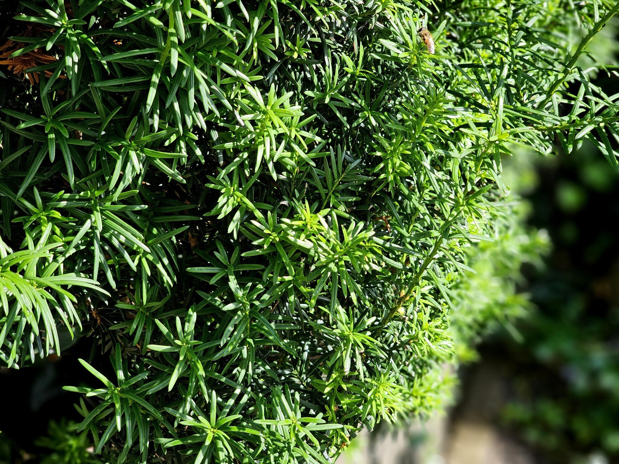 Taxus 'Hicksii', Taxus media 'Hicksii' kopen