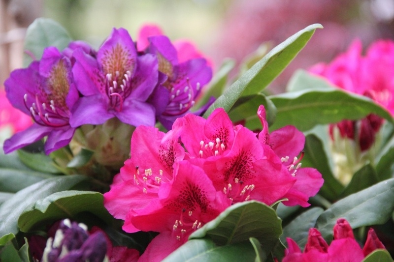 Rododendron 'Marcel Menard', Rhododendron 'Marcel Menard' kopen
