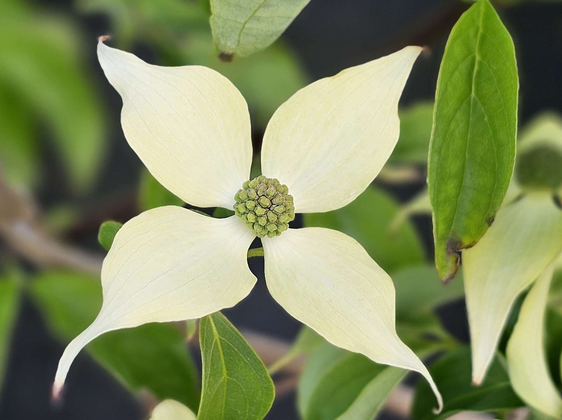 Japanse grootbloemige kornoelje 'Robert's Select', Cornus kousa 'Robert's Select' kopen