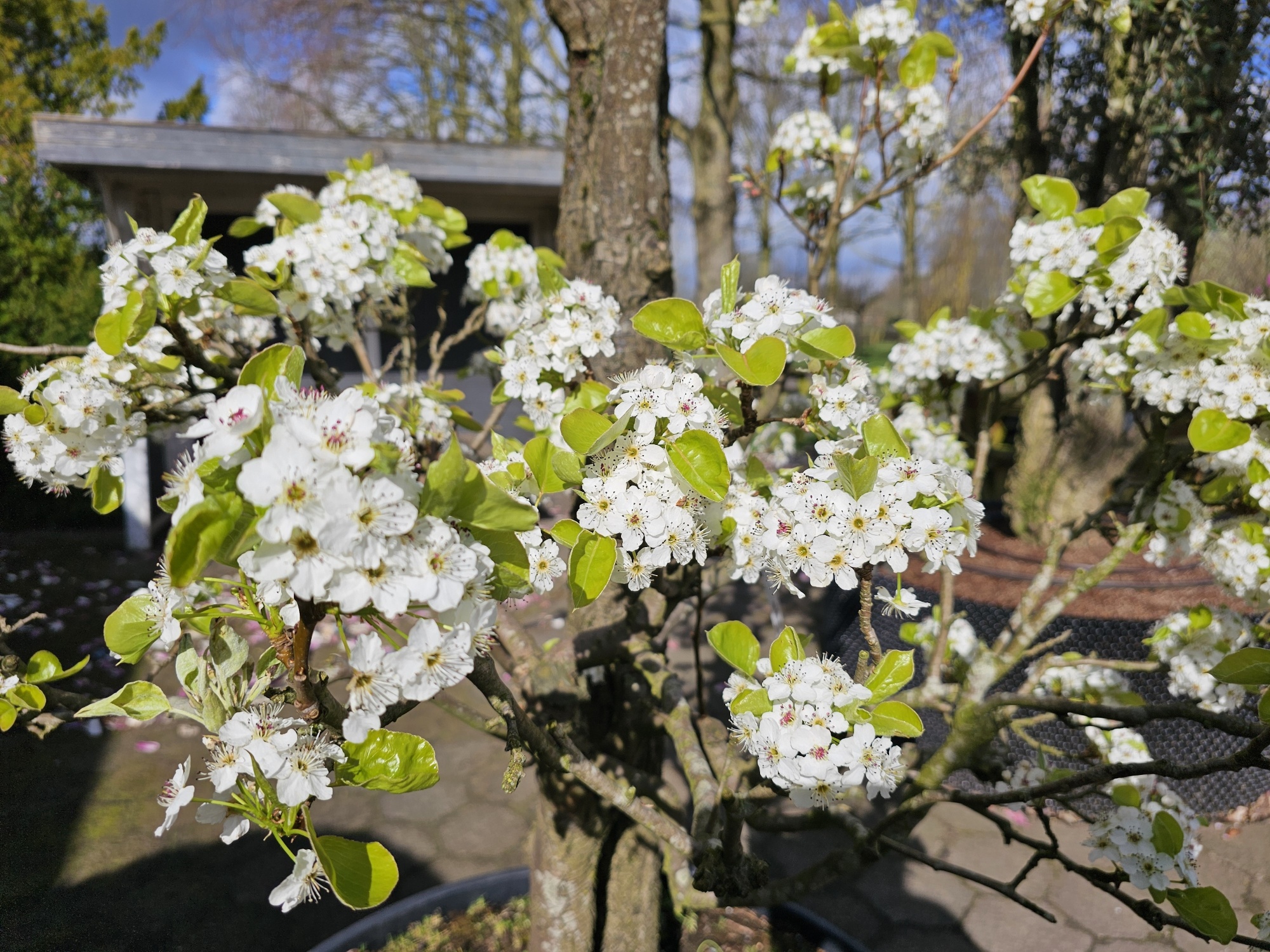 Sierpeer, Pyrus calleryana 'Chanticleer' kopen