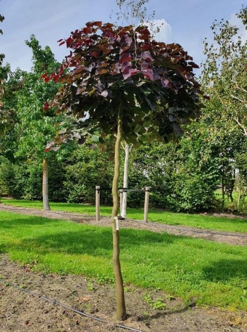 Amerikaanse Judasboom, Cercis canadensis 'Ruby Falls' kopen