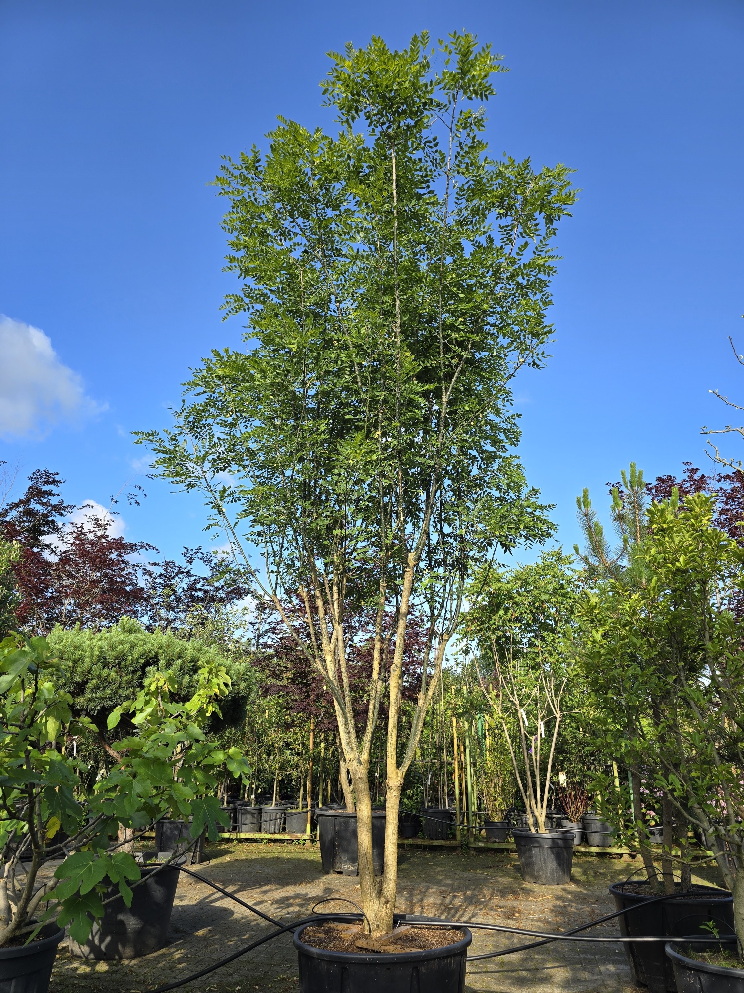 Honingboom, Sophora japonica kopen