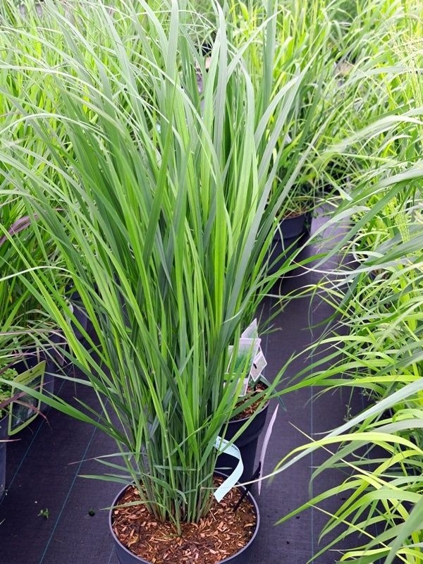 Vingergras 'Northwind', Panicum virgatum 'Northwind' kopen