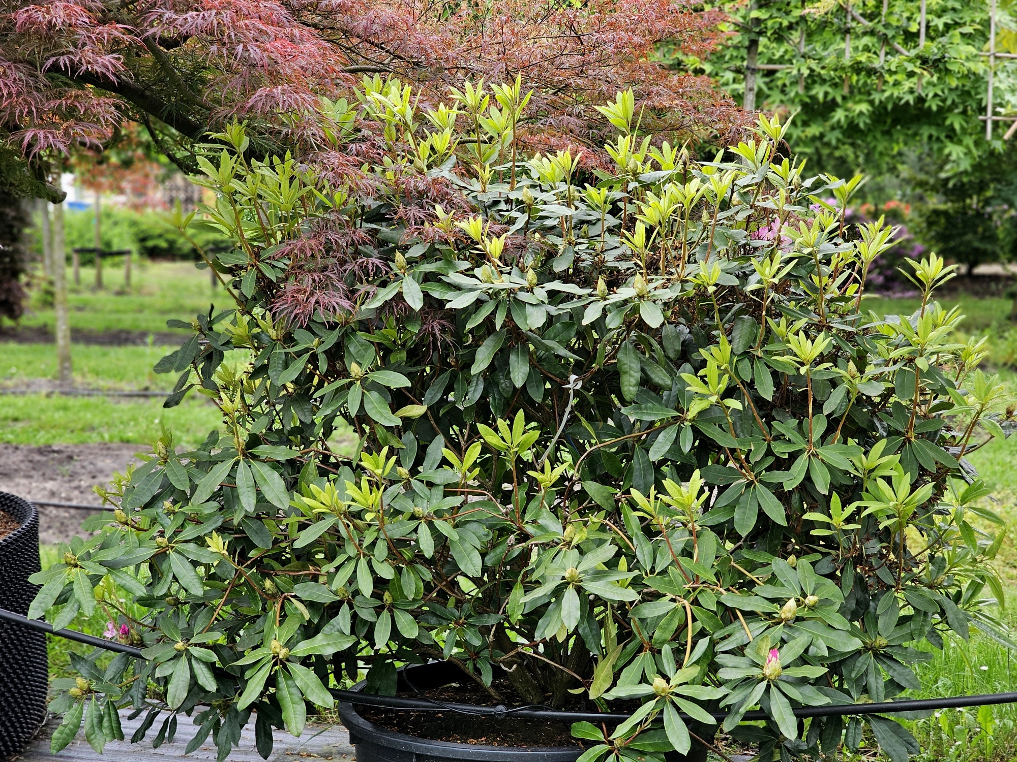 Bosrhododendron 'Roseum', Rhododendron ponticum 'Roseum' kopen