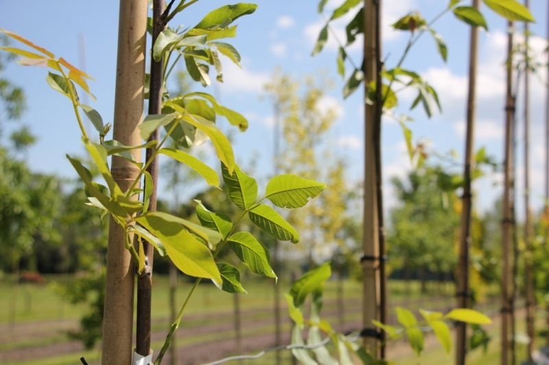 Walnoot 'Broadview', Juglans regia 'Broadview' kopen