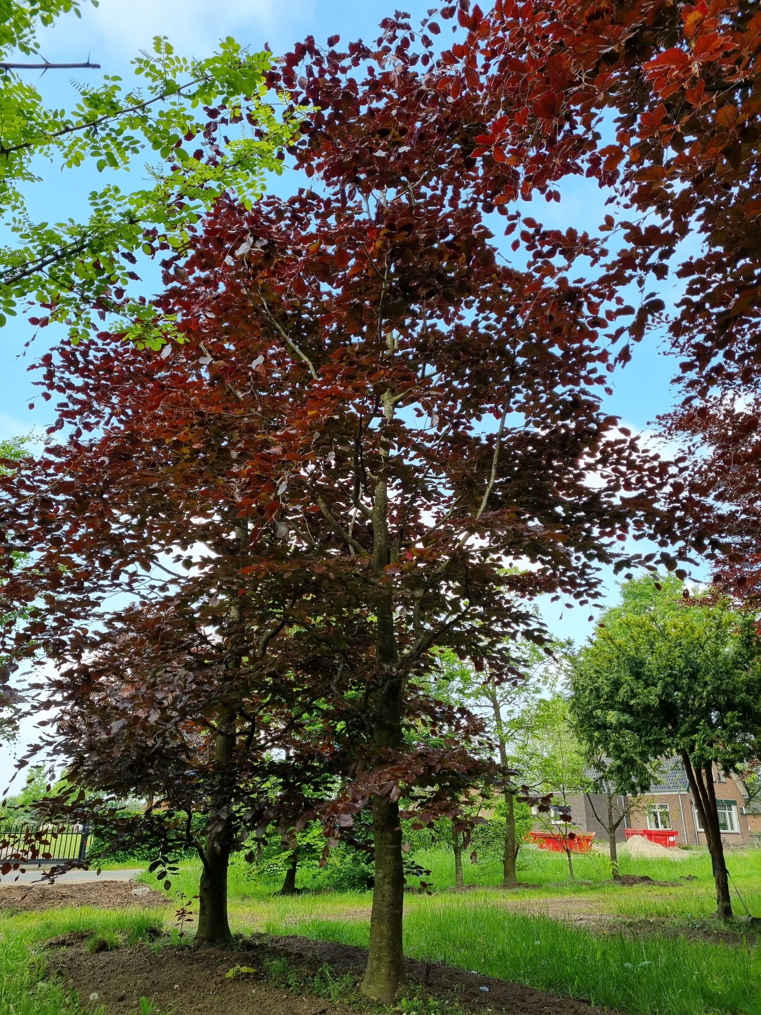 Een grote Rode Beuk als klimboom kopen?