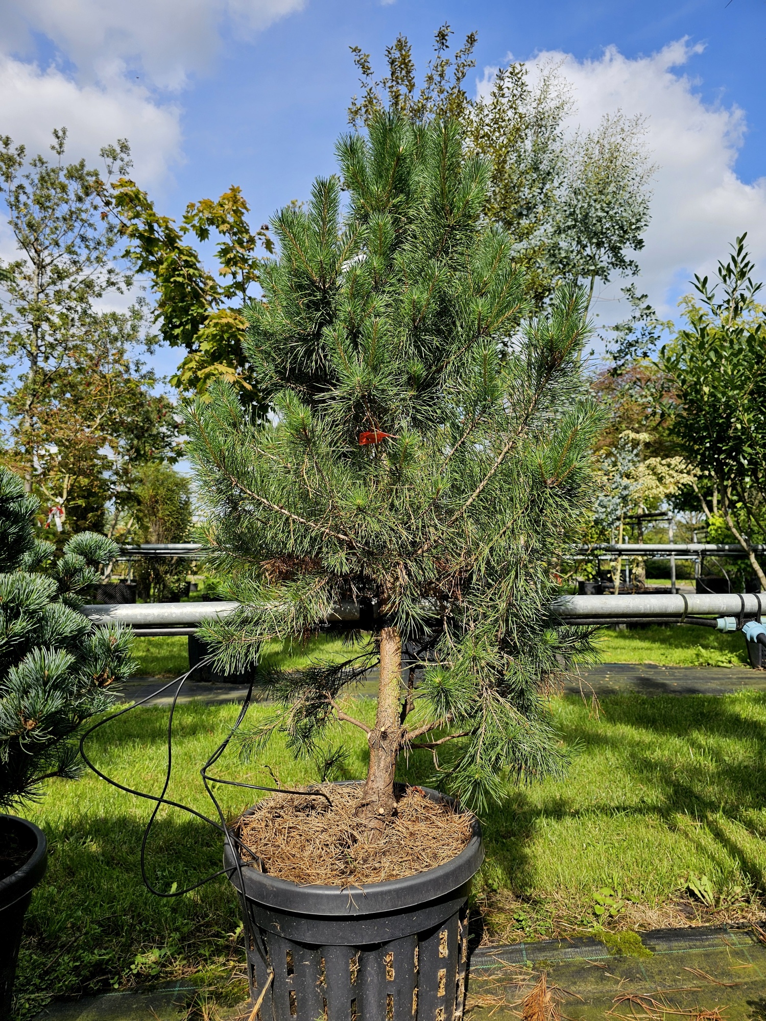 Grove Den, Pinus sylvestris kopen