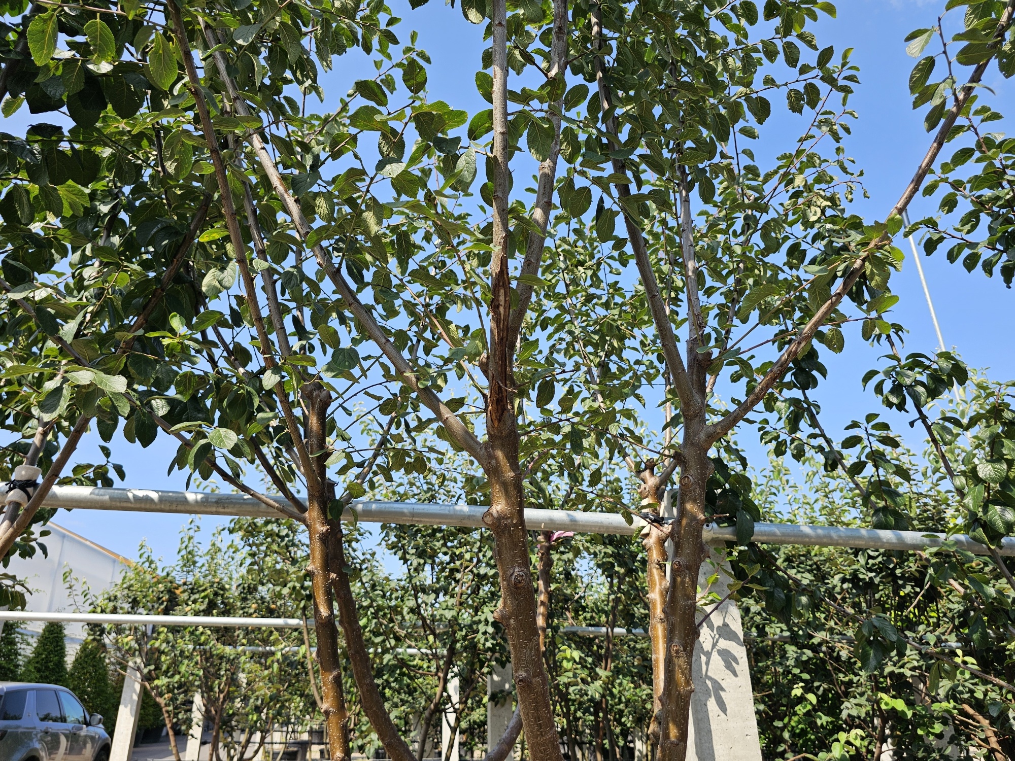 Reine Claude Verte pruimen in de boomgaard