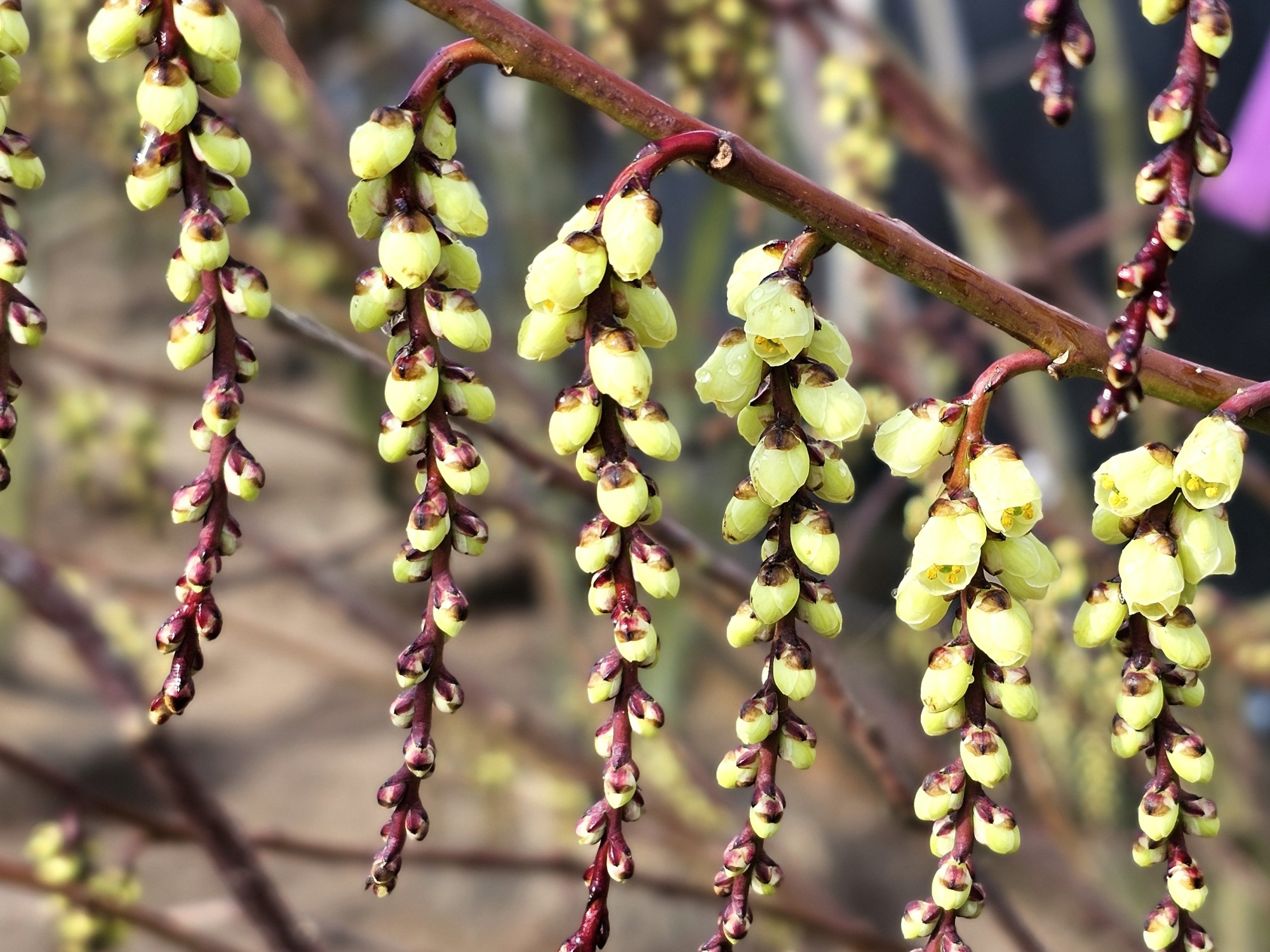 Staartaar, Stachyurus praecox kopen