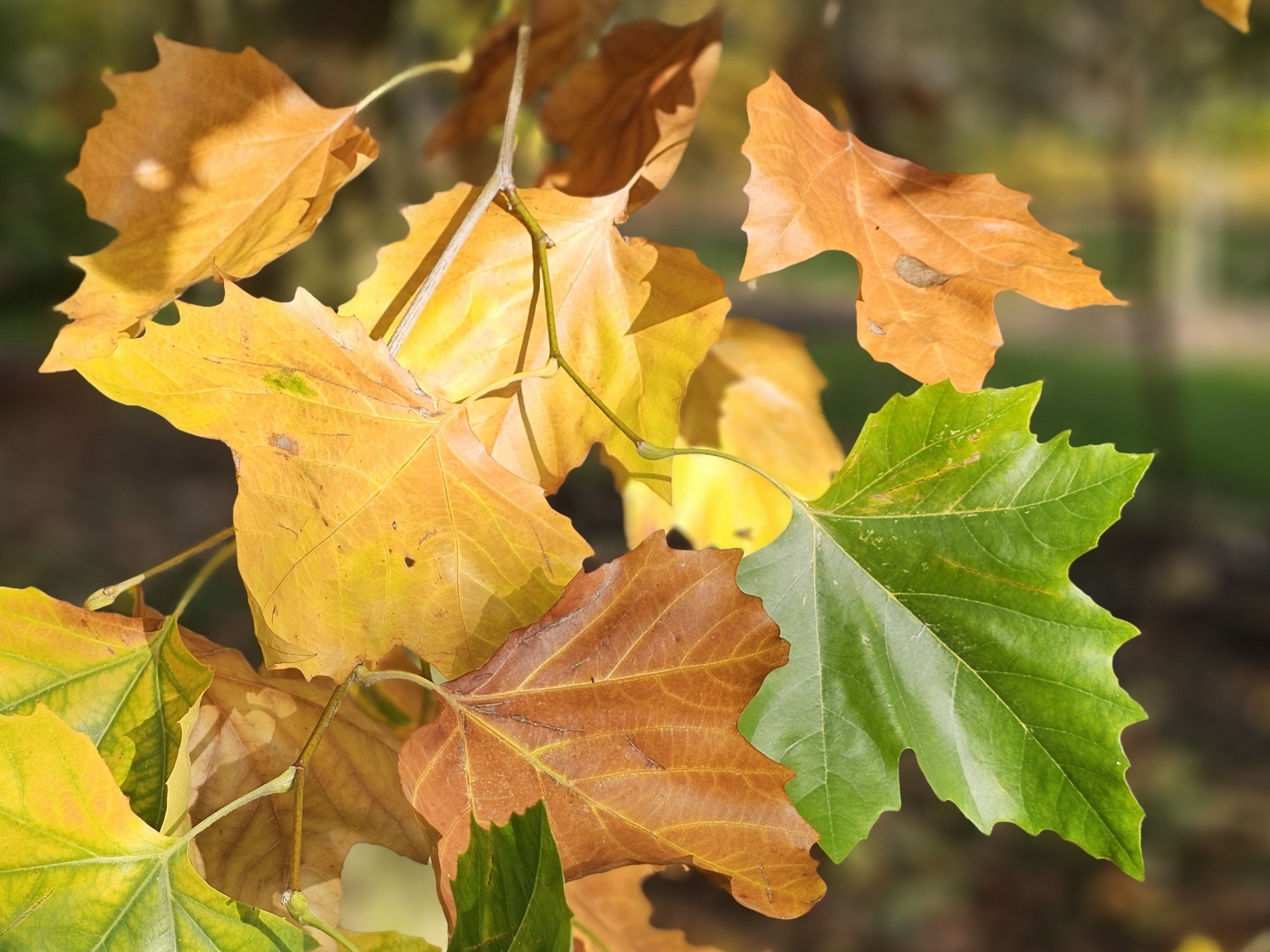 Plataan, Platanus x hispanica kopen