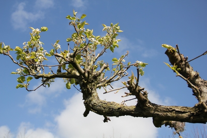 Een oude sierpeer als leiboom kopen? Bekijk deze bijzondere boom!
