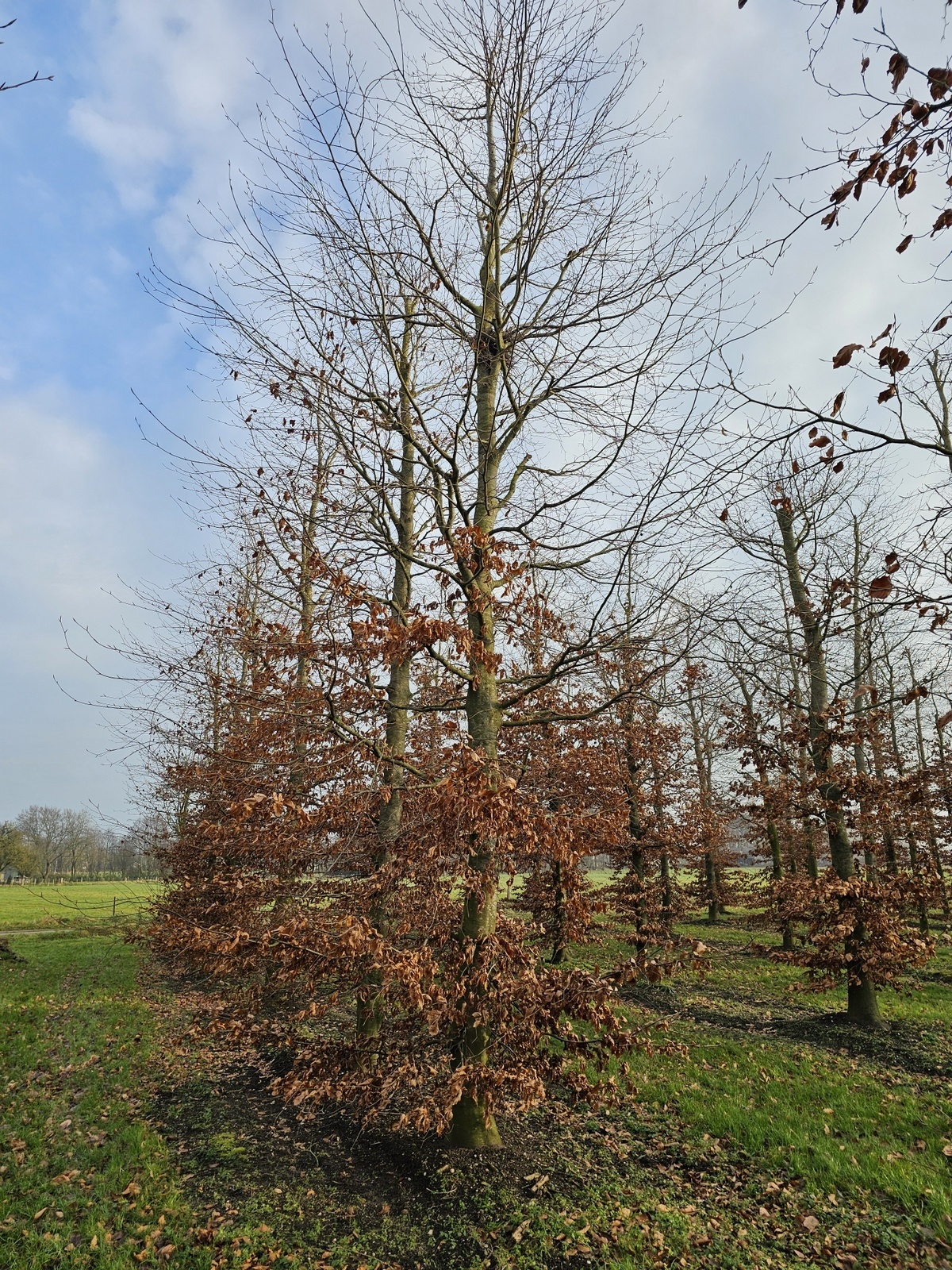Grote rode beukenboom kopen? | Ten Hoven Bomen