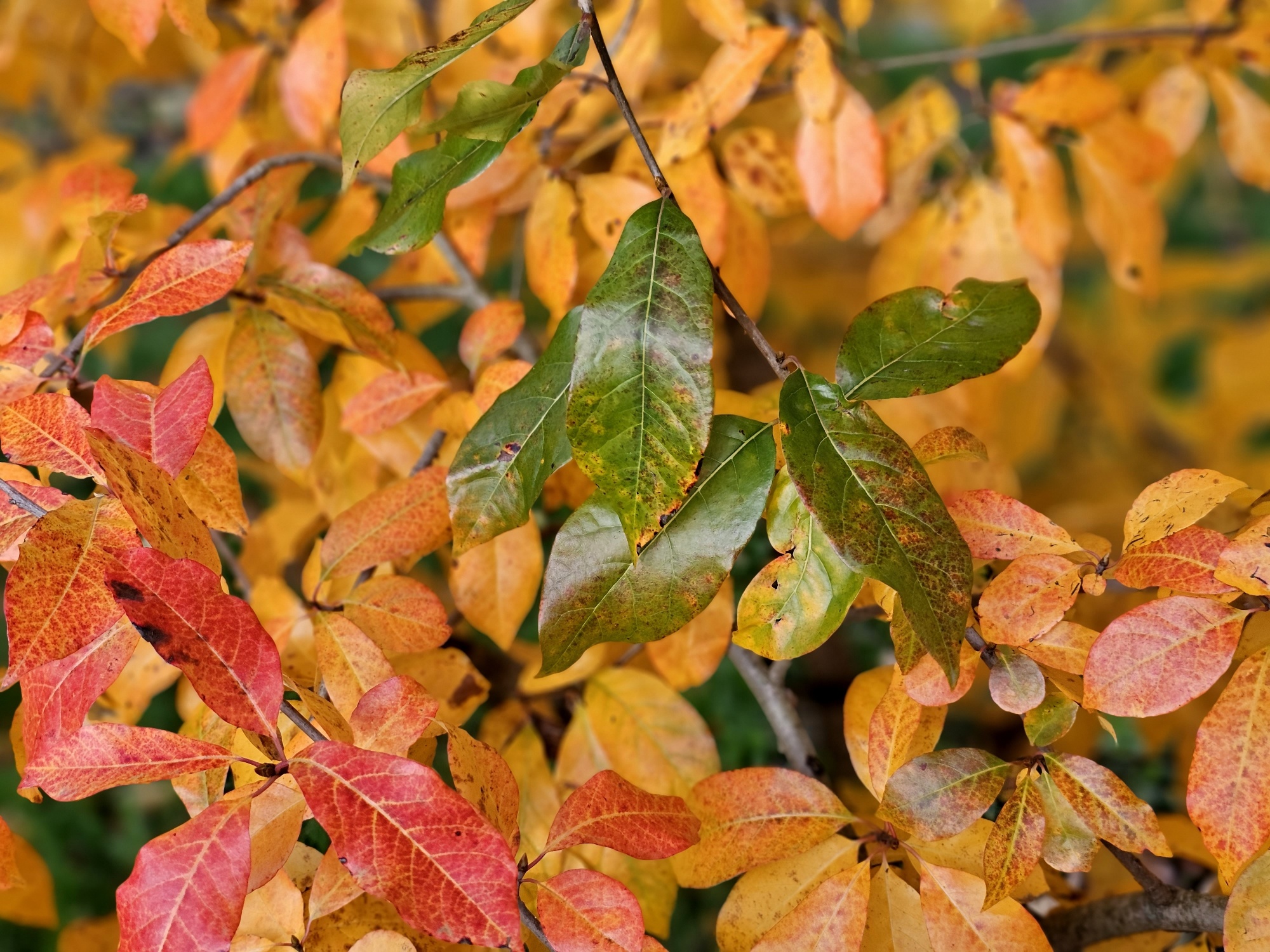 Zwarte tupeloboom, Nyssa sylvatica 'Autumn Cascades' kopen
