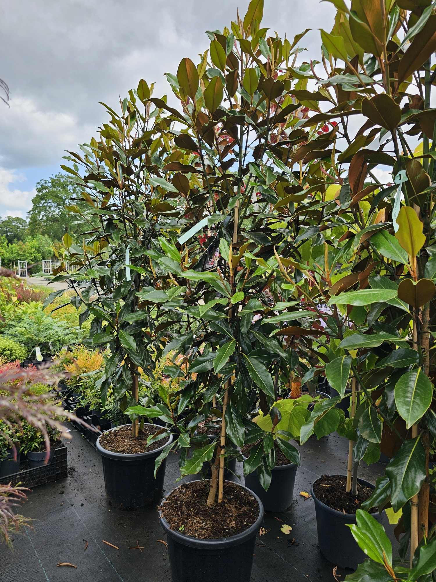 Magnolia Kay Parris, Magnolia grandiflora 'Kay Parris' kopen