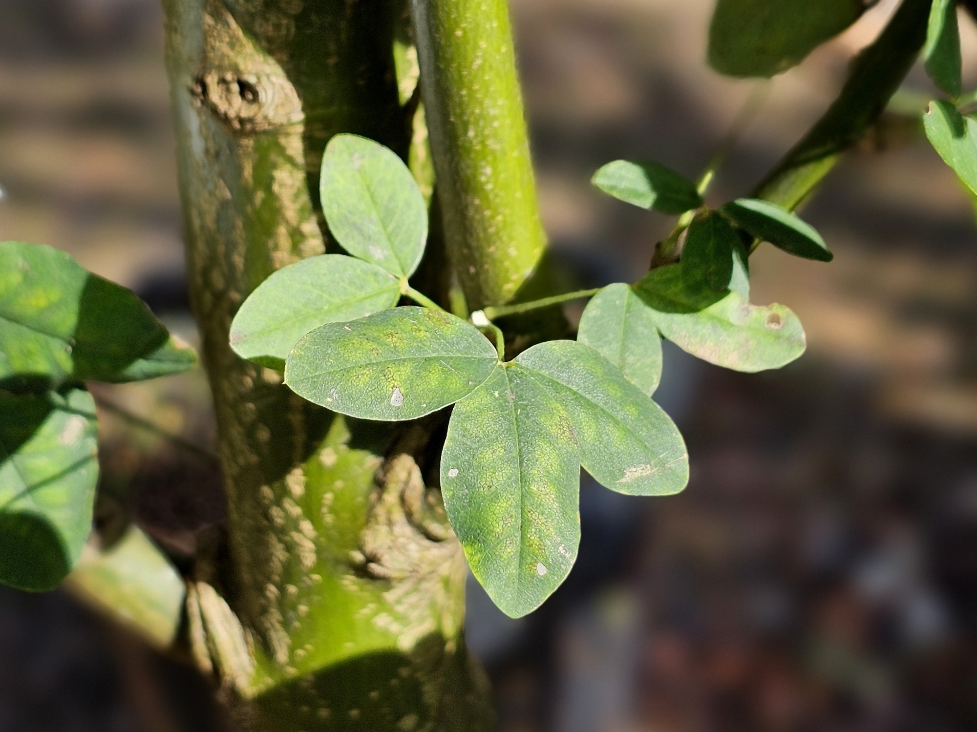 Goudenregen 'Yellow Rocket', Laburnum anagyroides 'Yellow Rocket' kopen
