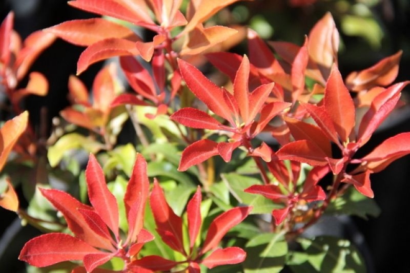 Pieris 'Mountain Fire', Pieris japonica 'Mountain Fire' kopen