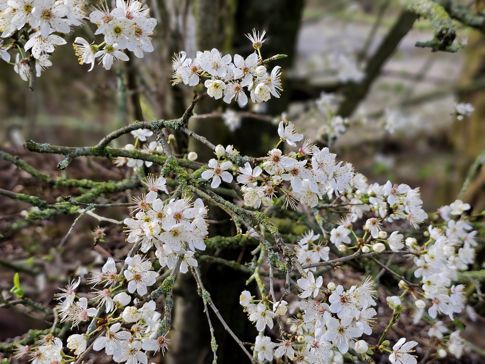 Sleedoorn, Prunus spinosa kopen