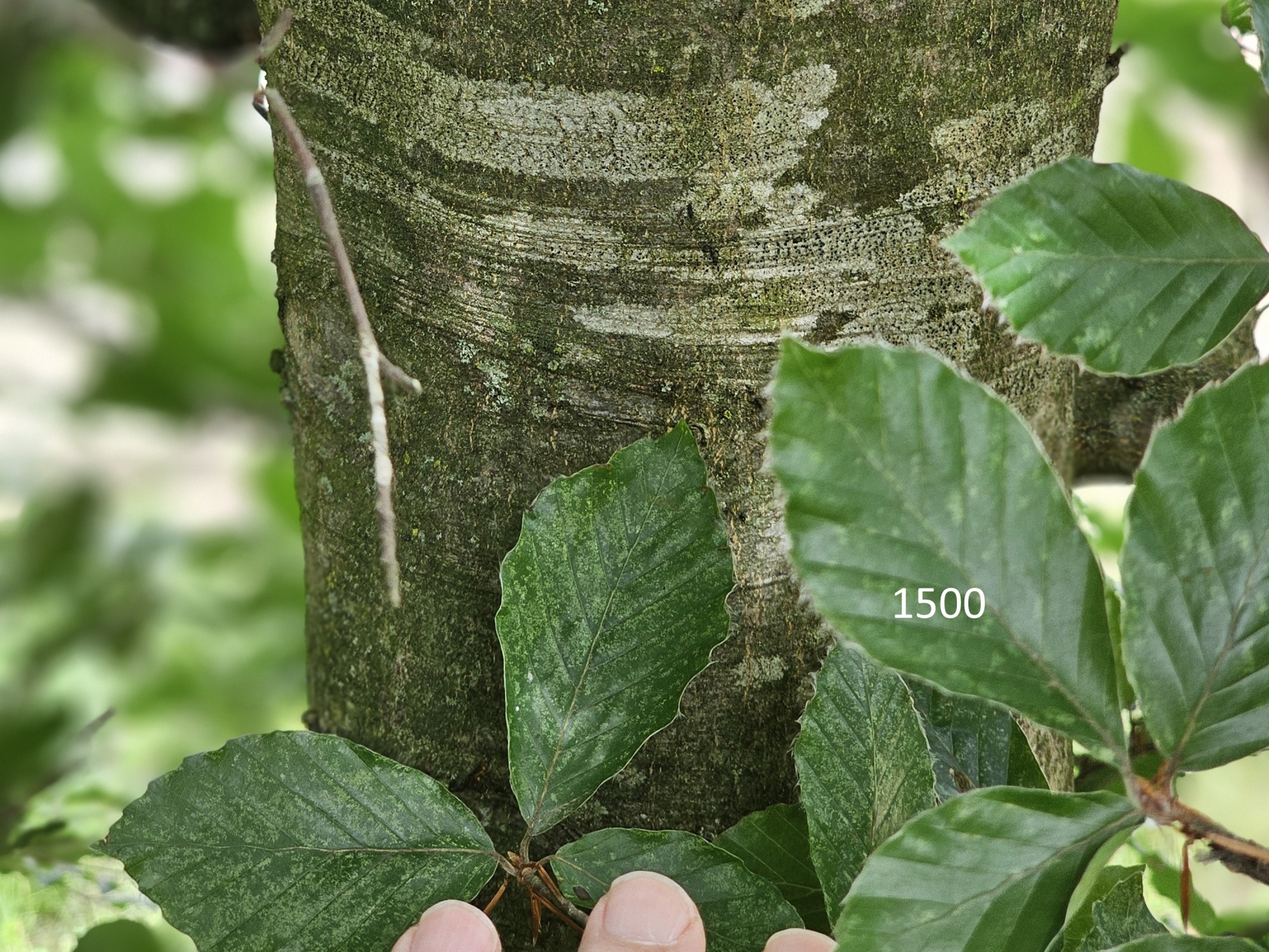 Een grote groene beuk als vogelstruik kopen? | Ten Hoven Bomen