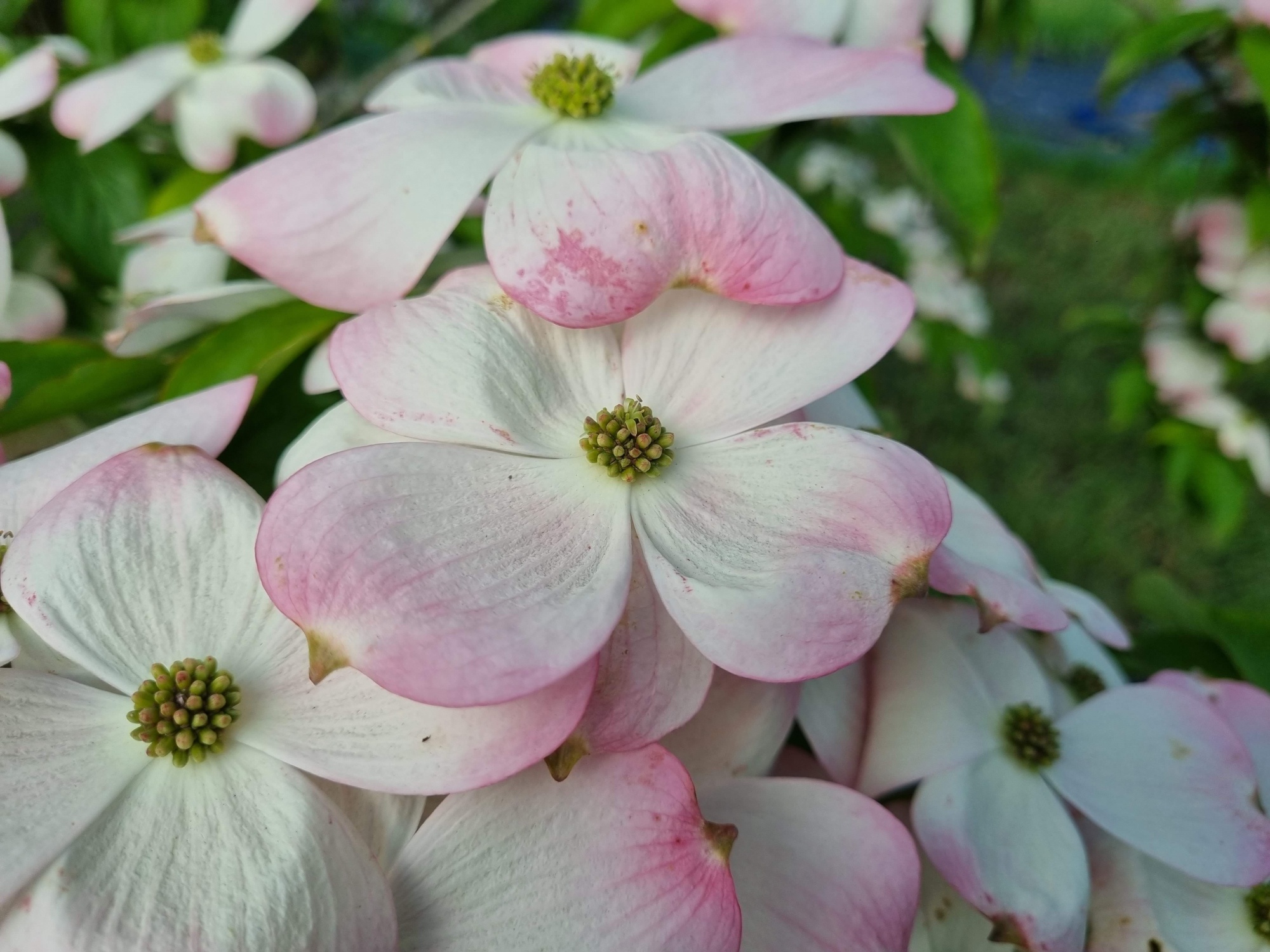 De Cornus 'Stellar Pink' 479 is een unieke verschijning in de tui
