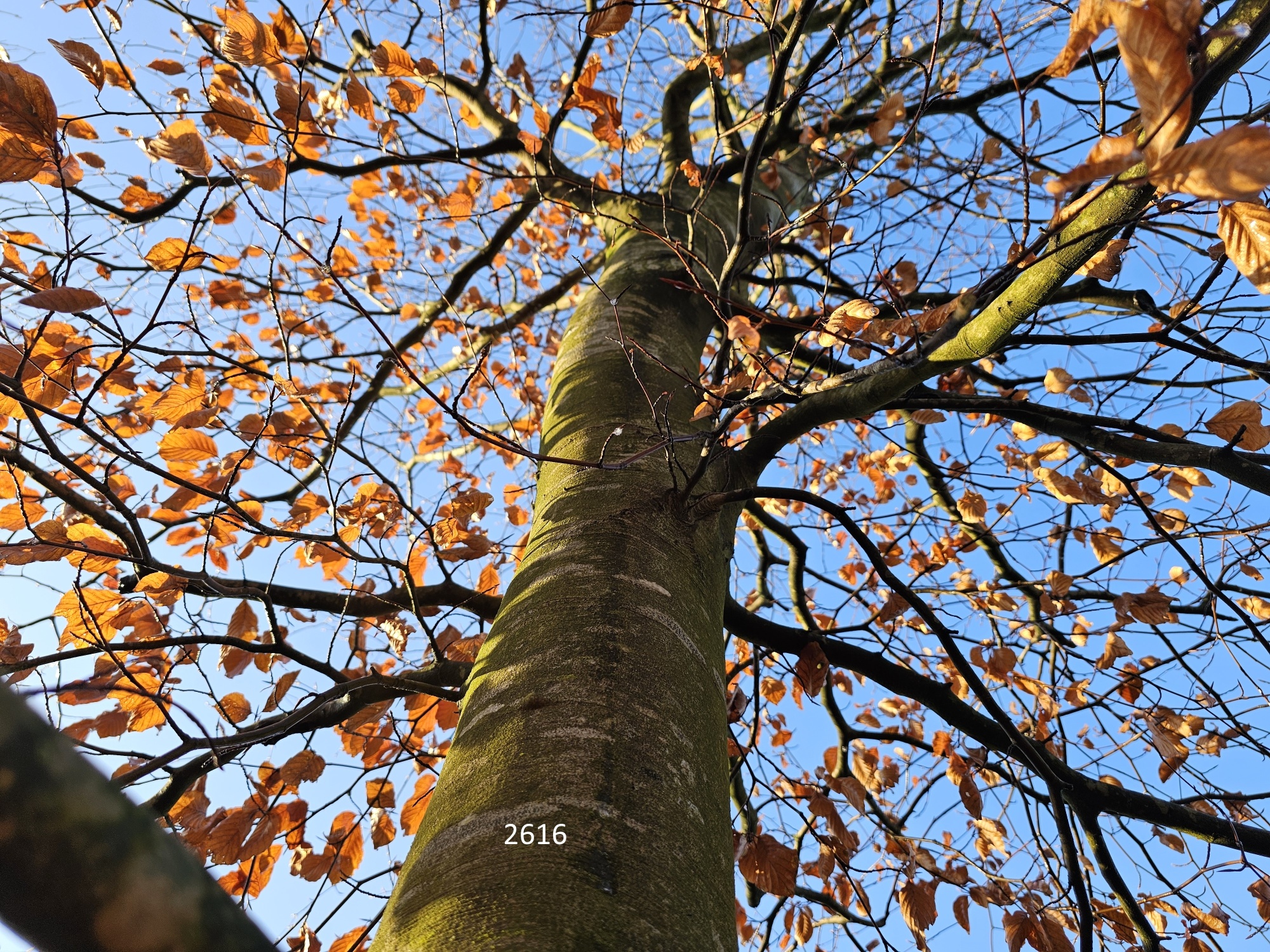 Een grote Rode Beuk kopen?