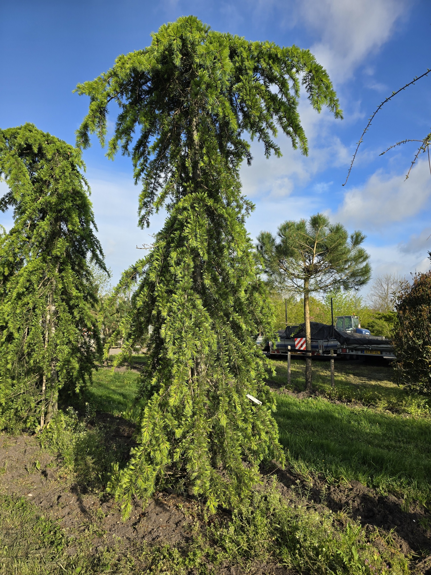 Een Cedrus deodara 'Pendula' als grote treurboom kopen?