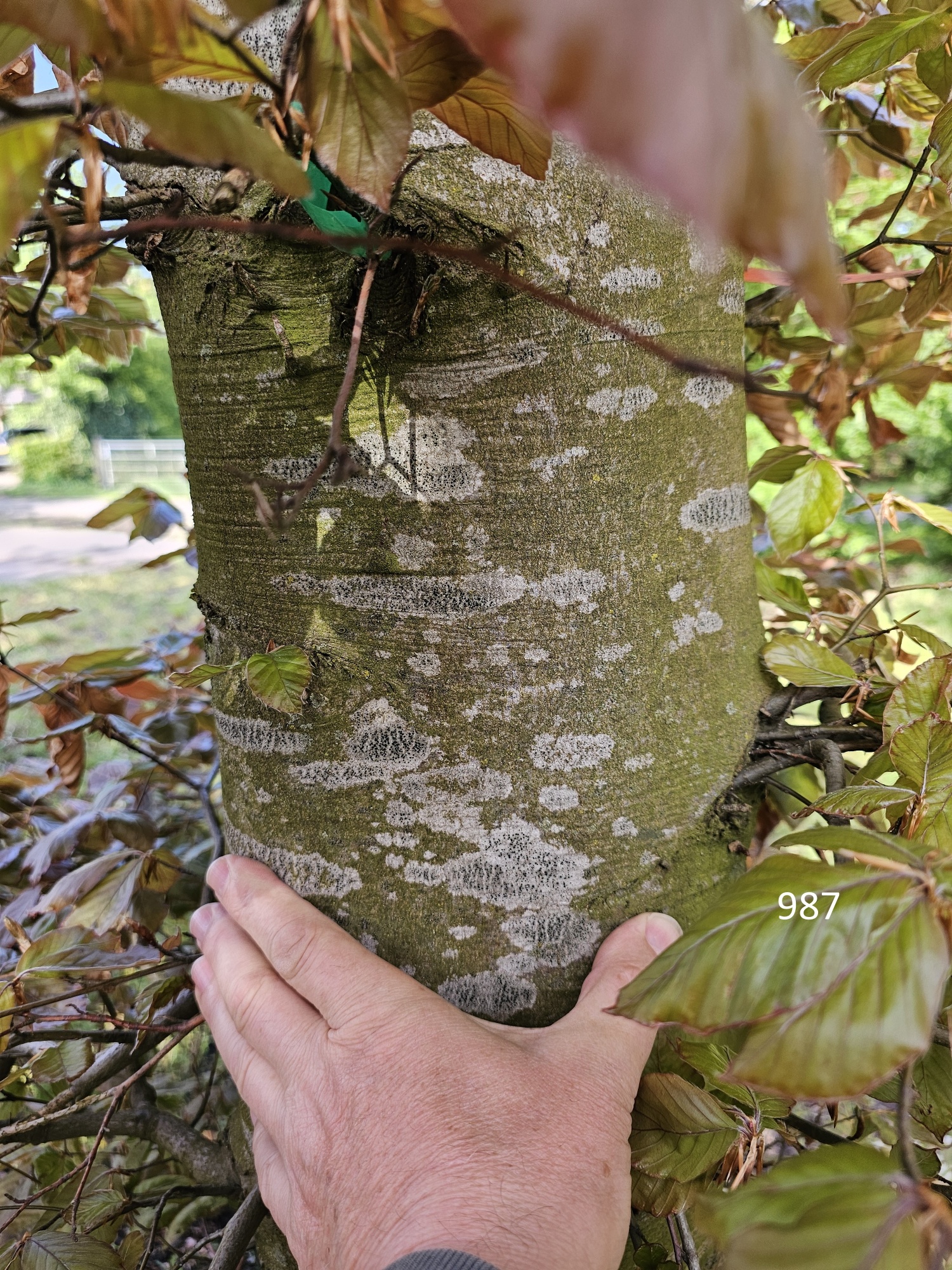 Zoekt u een grote rode beuk? Nr 987 is een flinke reus in wording