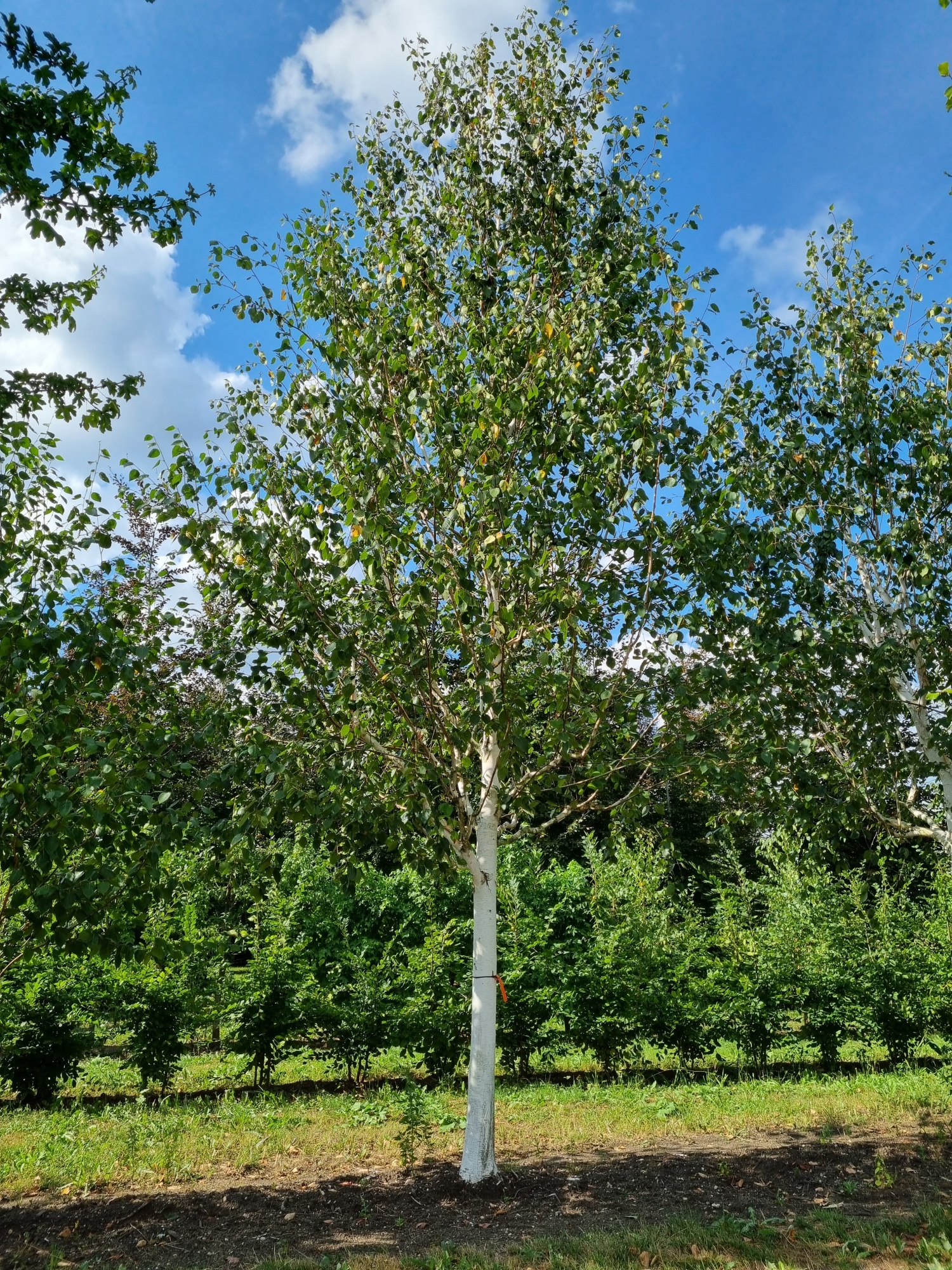 Himalayaberk, Betula utilis 'Doorenbos' kopen