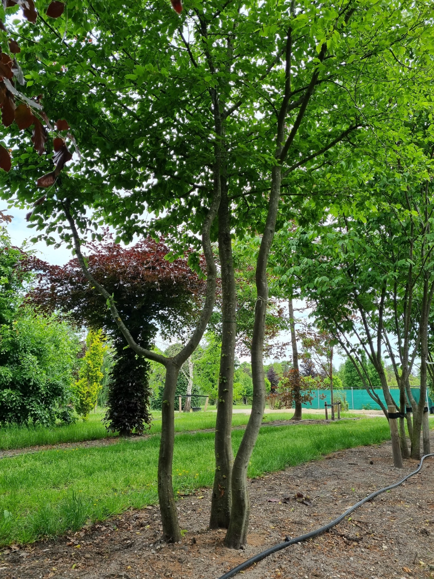 De carpinus als bijzondere meerstammige boom!