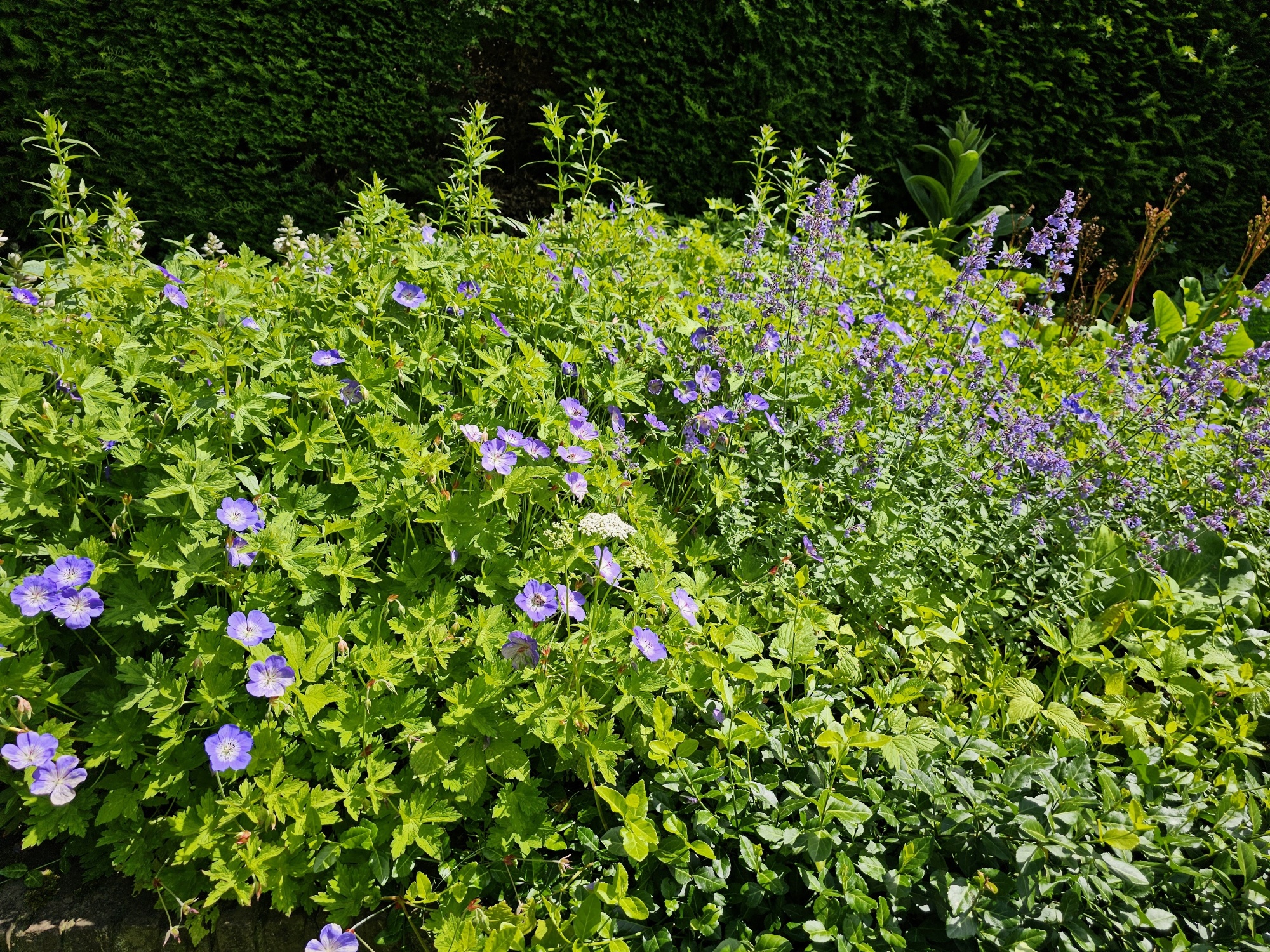 Ooievaarsbek, Rozanne, Geranium 'Rozanne' kopen