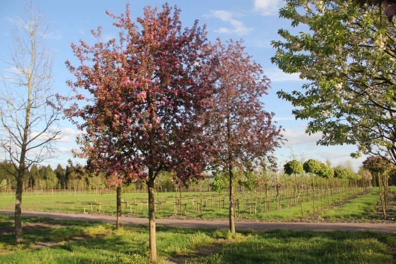 Sierappel 'Mokum', Malus 'Mokum' kopen