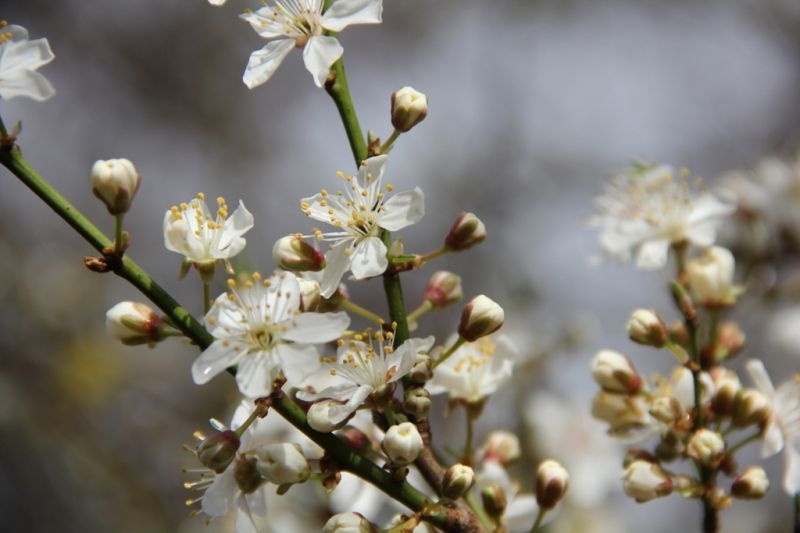 Gemengde hagen, kopen