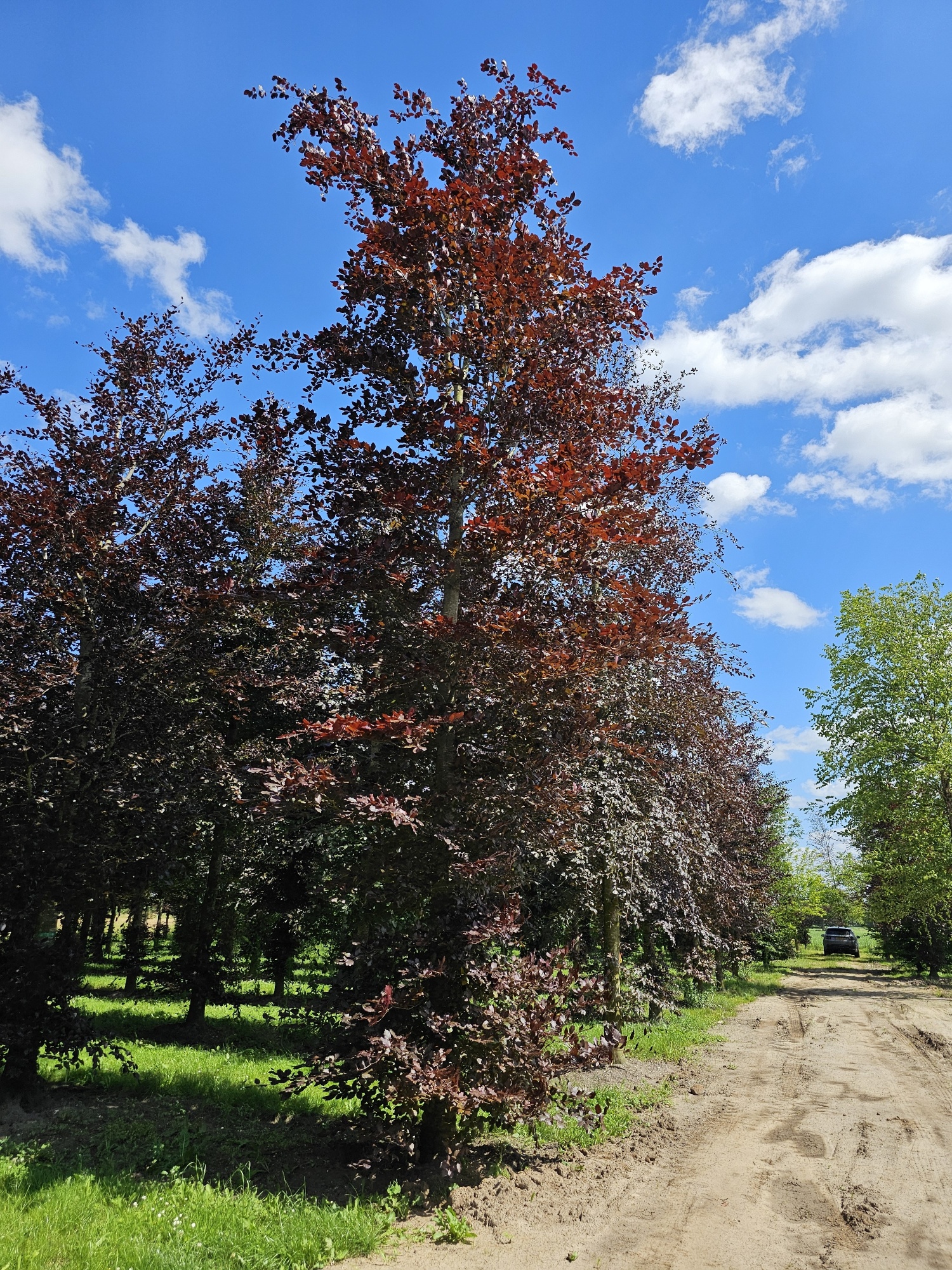 Zoekt u een grote rode beuk? Nr 985 is nog beschikbaar.