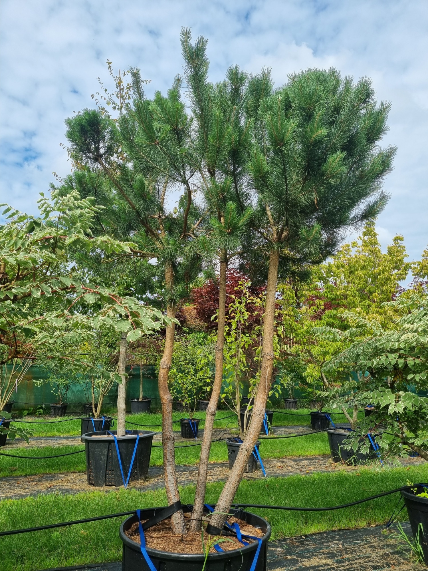 Grove Den, Pinus sylvestris kopen