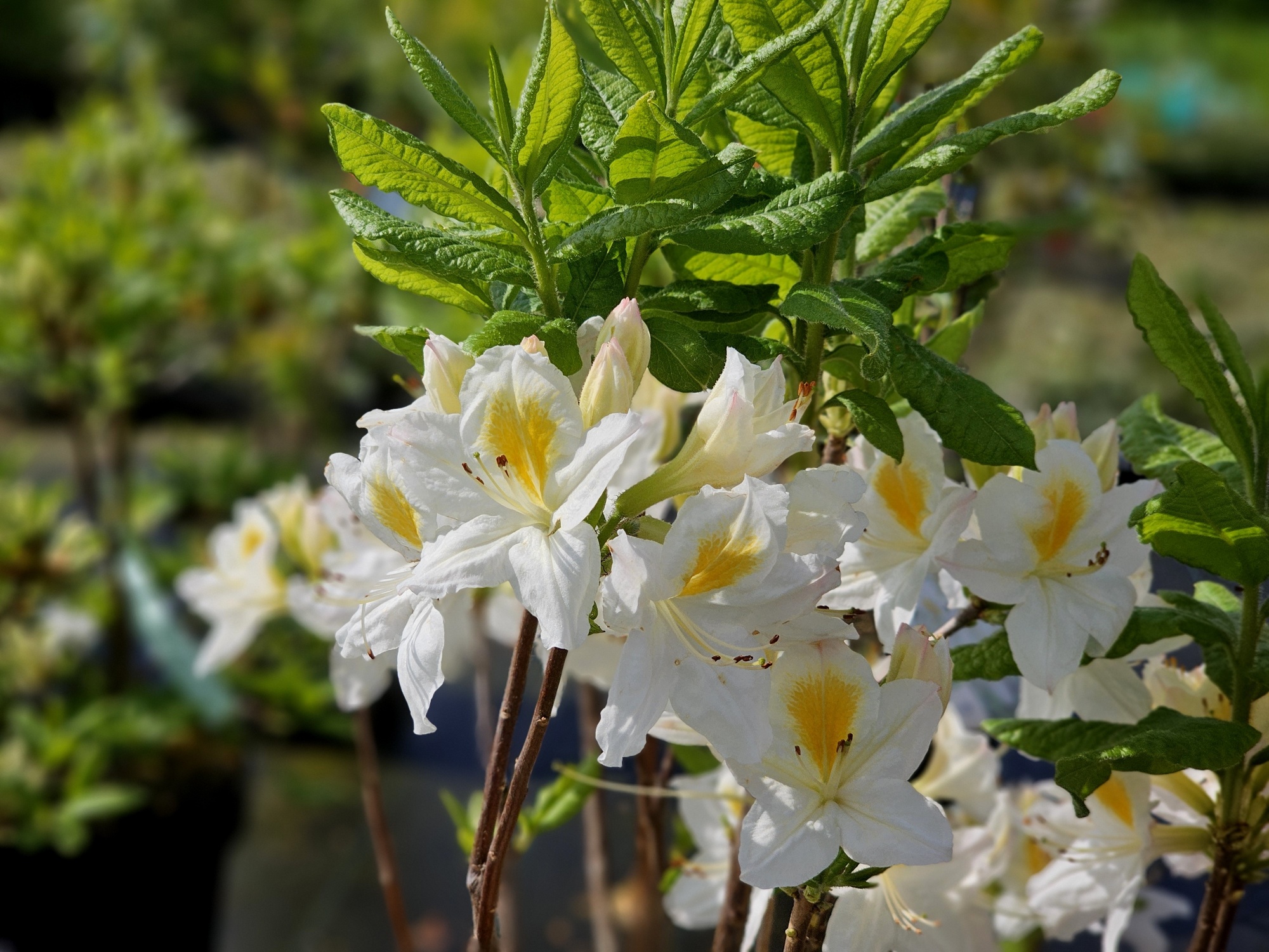 Azalea 'Persil', Rhododendron (AK) 'Persil' kopen