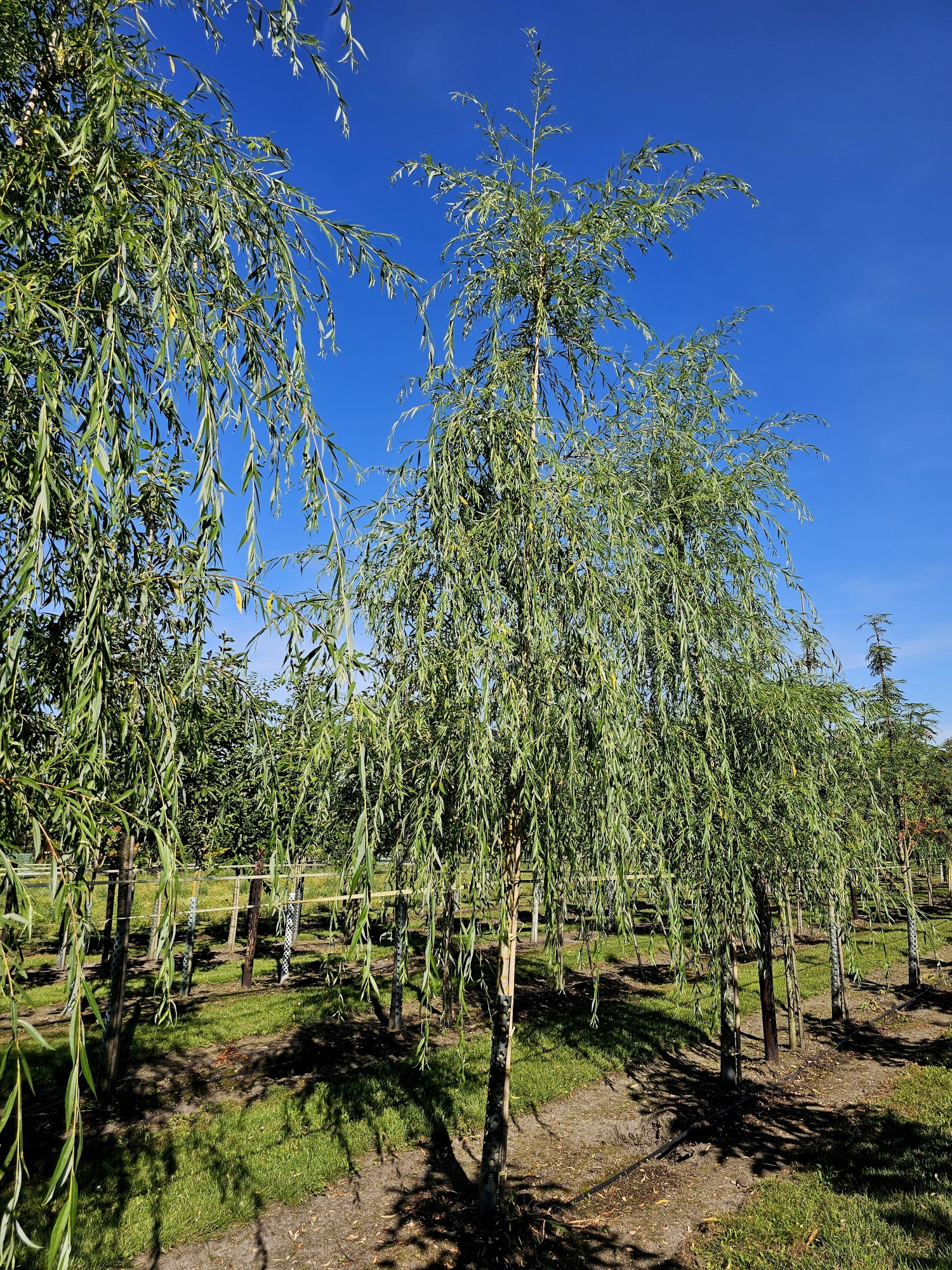 Treurwilg, Salix sepulcralis 'Chrysocoma' kopen