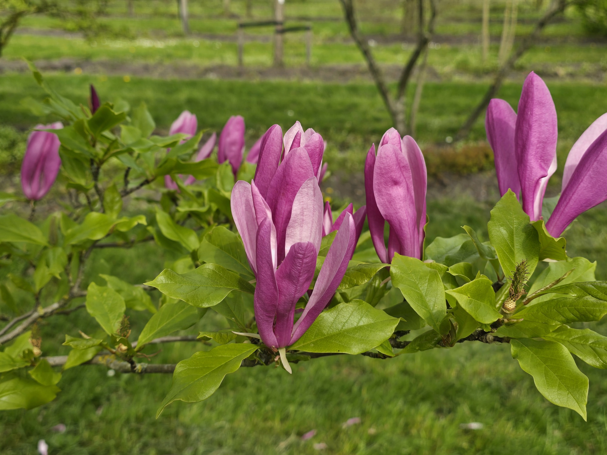 Magnolia susan heeft een purper roze bloeiwijze