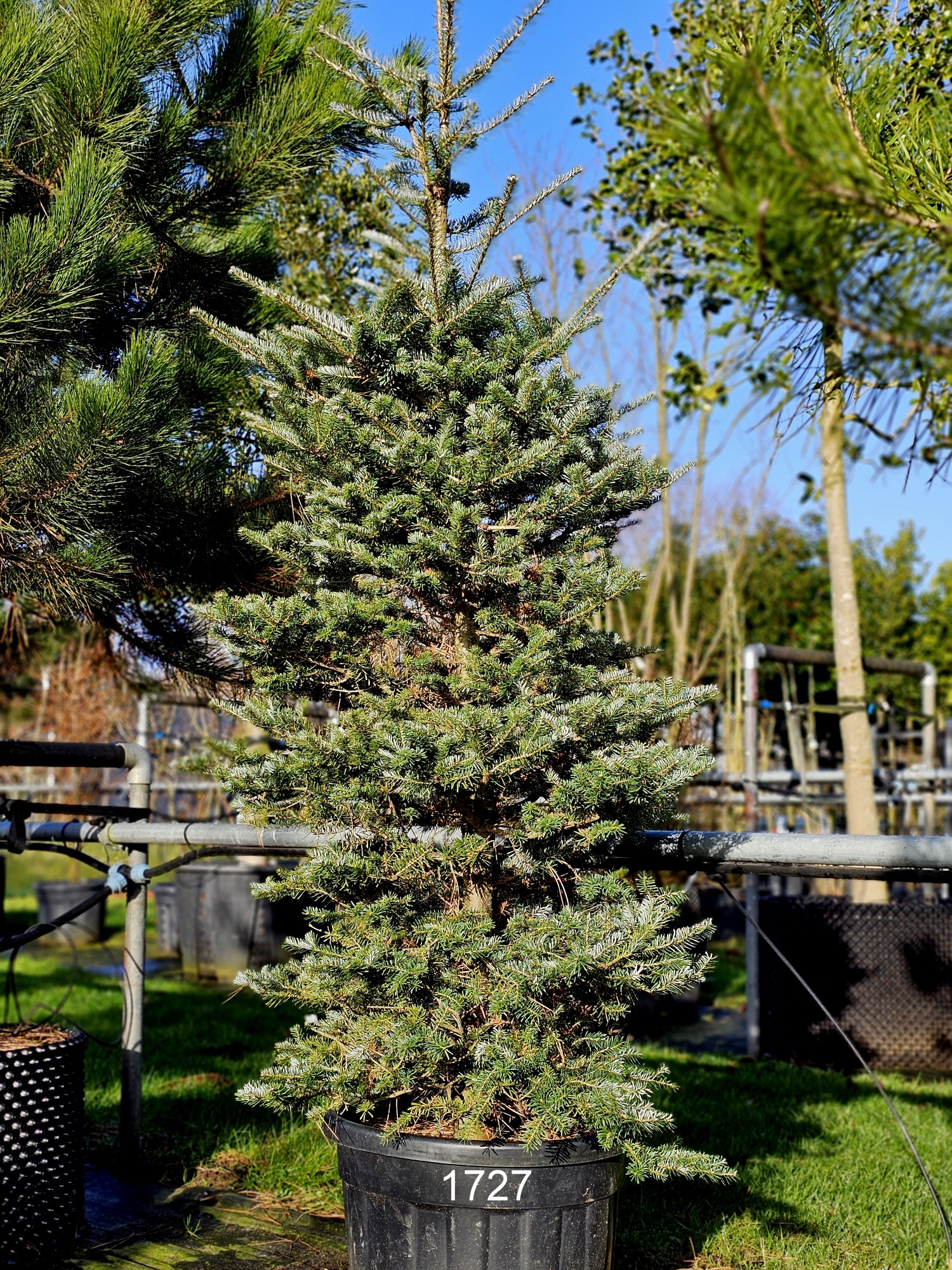 Een grote Fraser spar kopen?