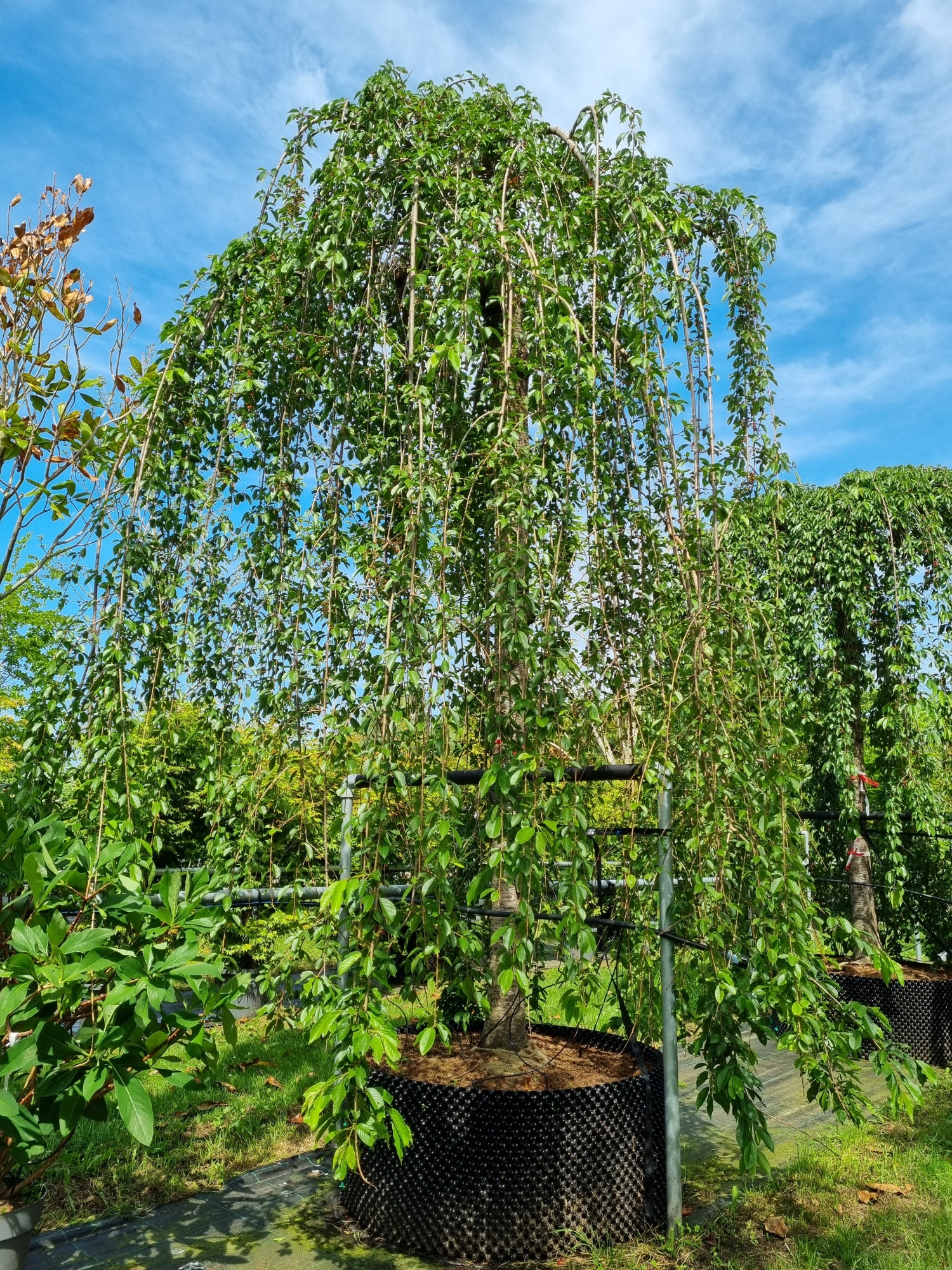 Een grote bloeiende treurboom kopen?