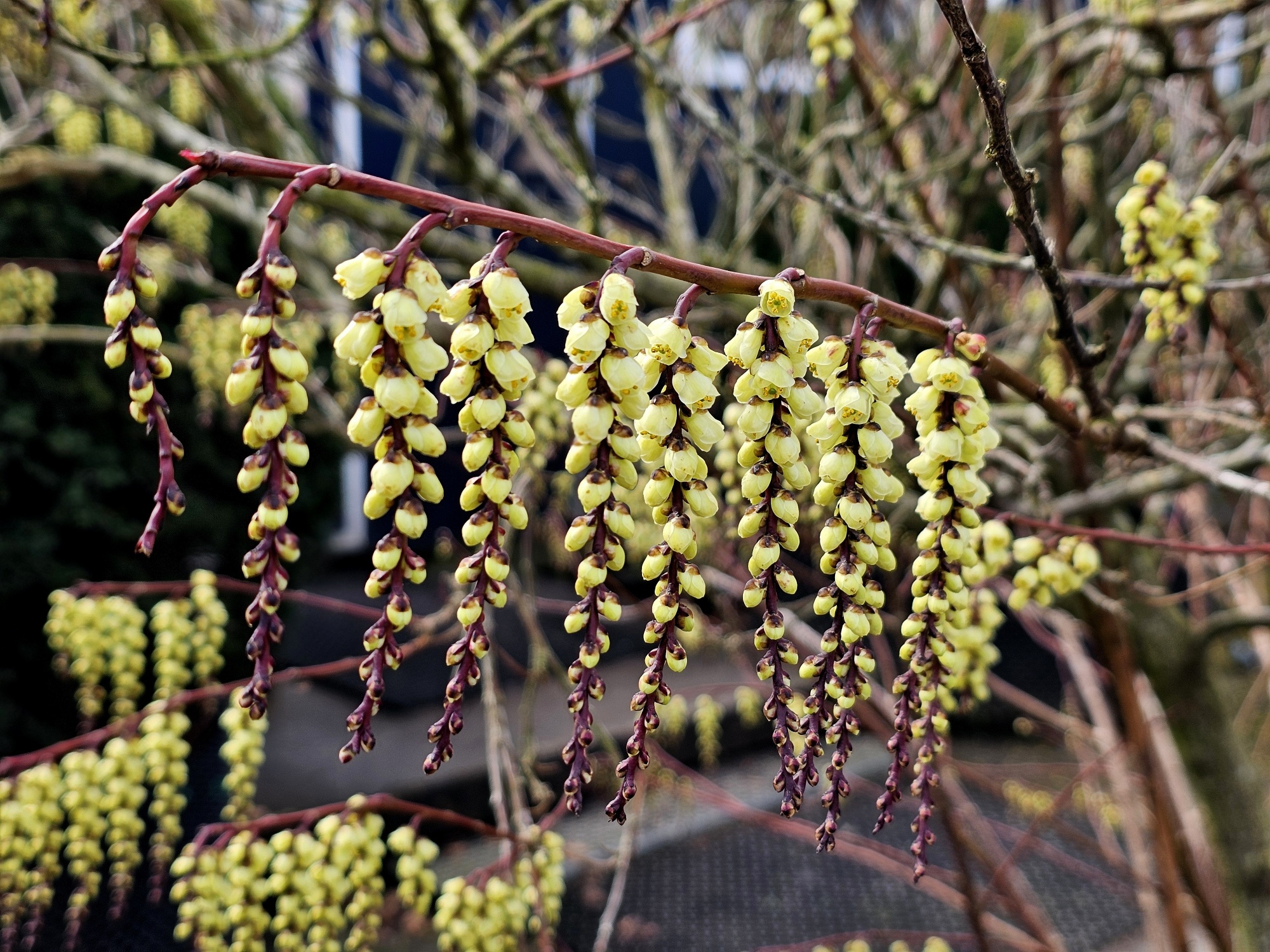 Staartaar, Stachyurus praecox kopen