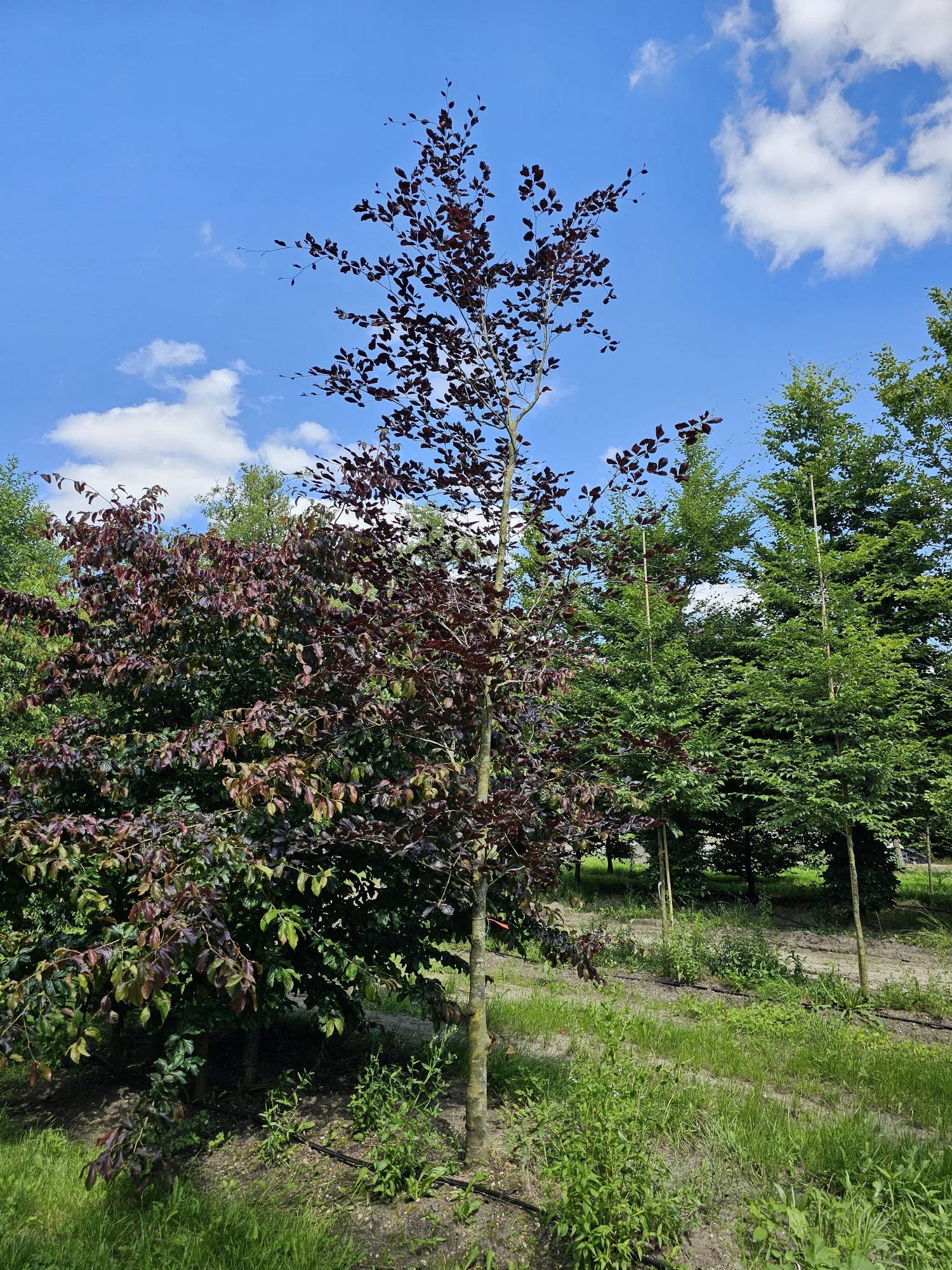 Möchten Sie eine besondere Rotbuche mit extra roten Blättern kaufen ...