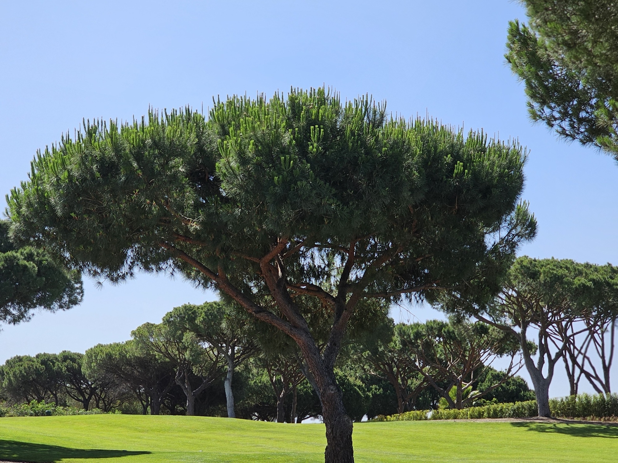 Parasolden, Pinus pinea kopen