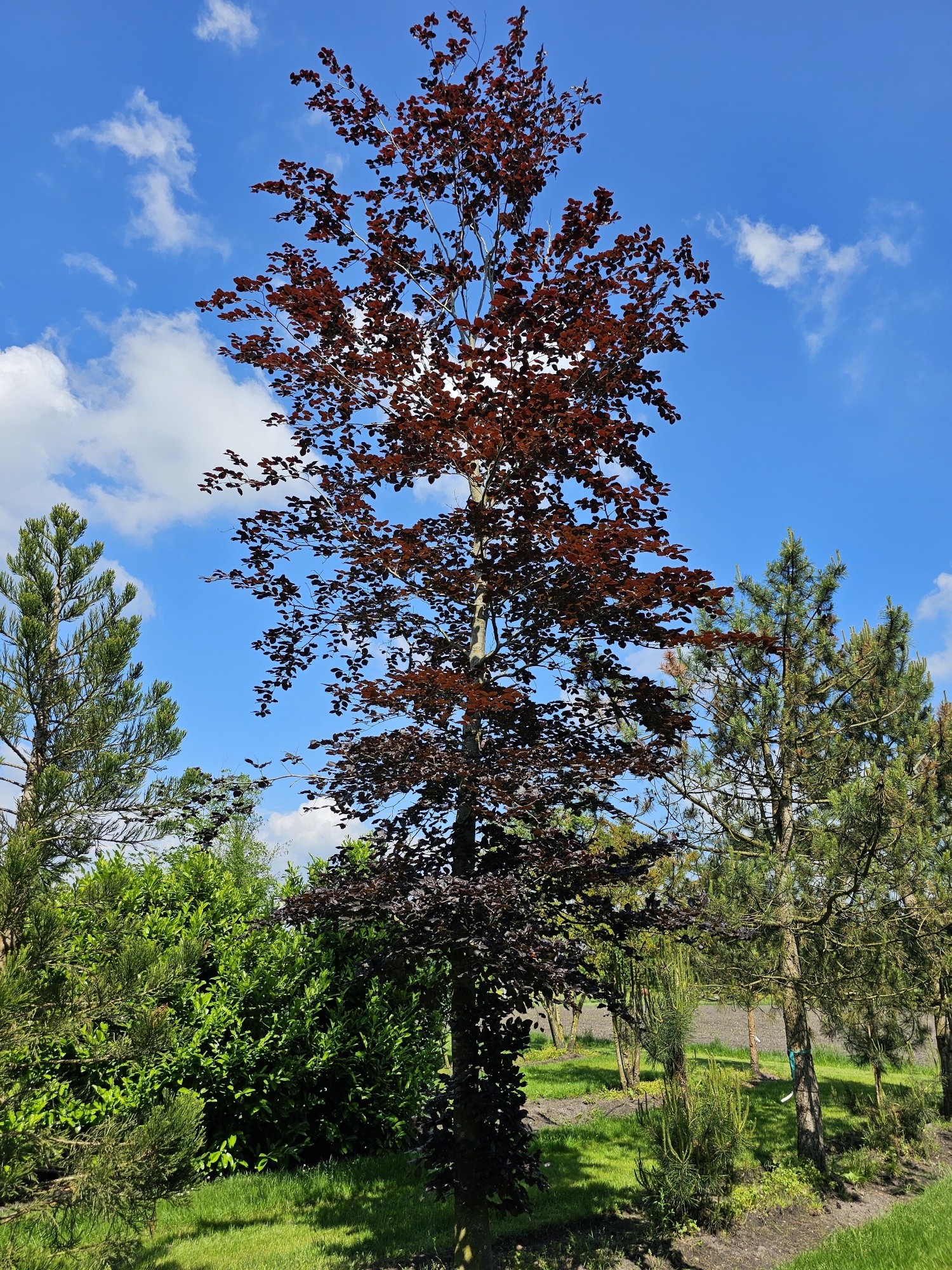 Fagus sylvatica 'Atropunicea' als grote boom